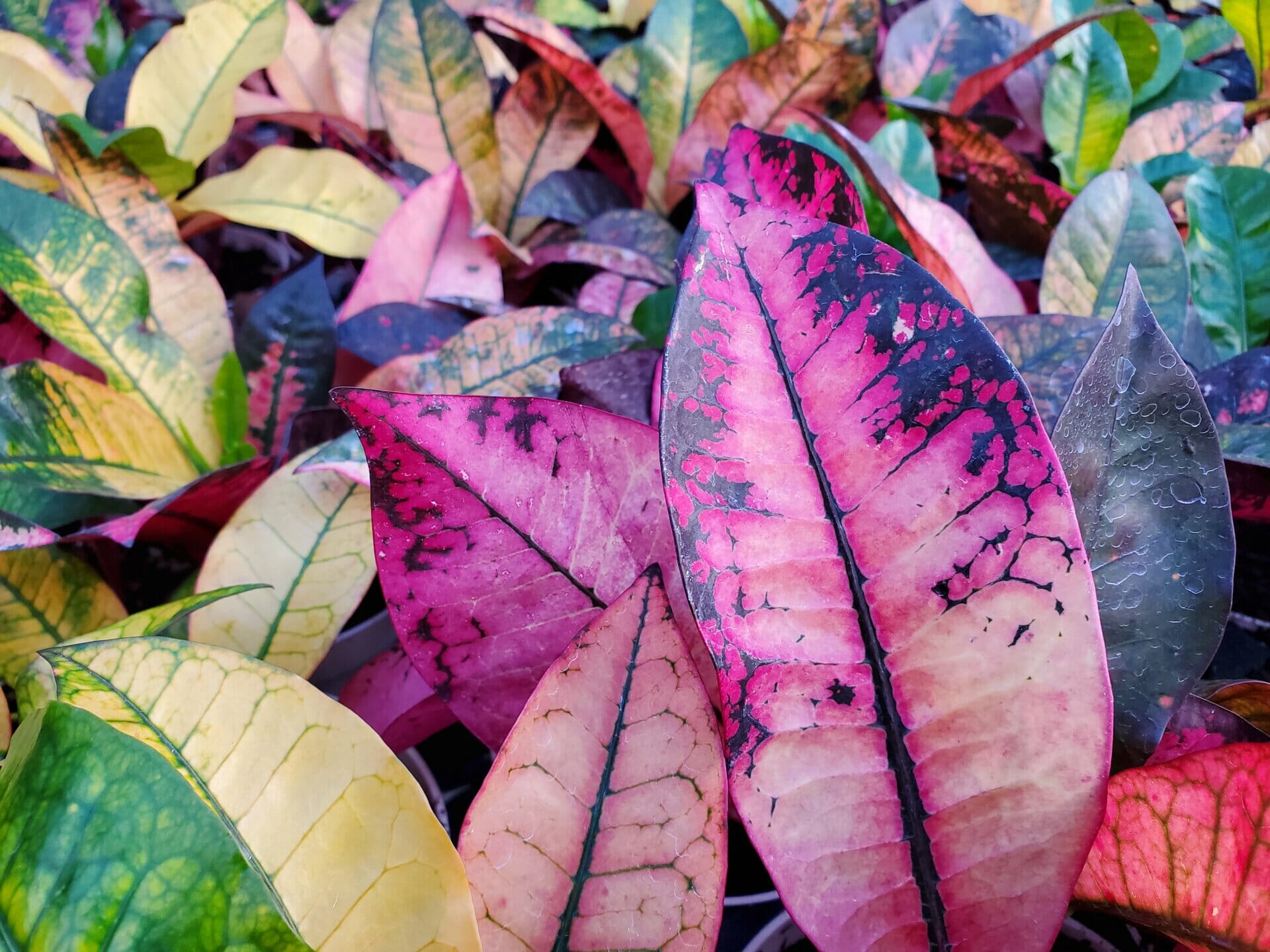 Croton Red Iceton 4.5in | Quality Greenhouses & Perennial Farm Inc ...