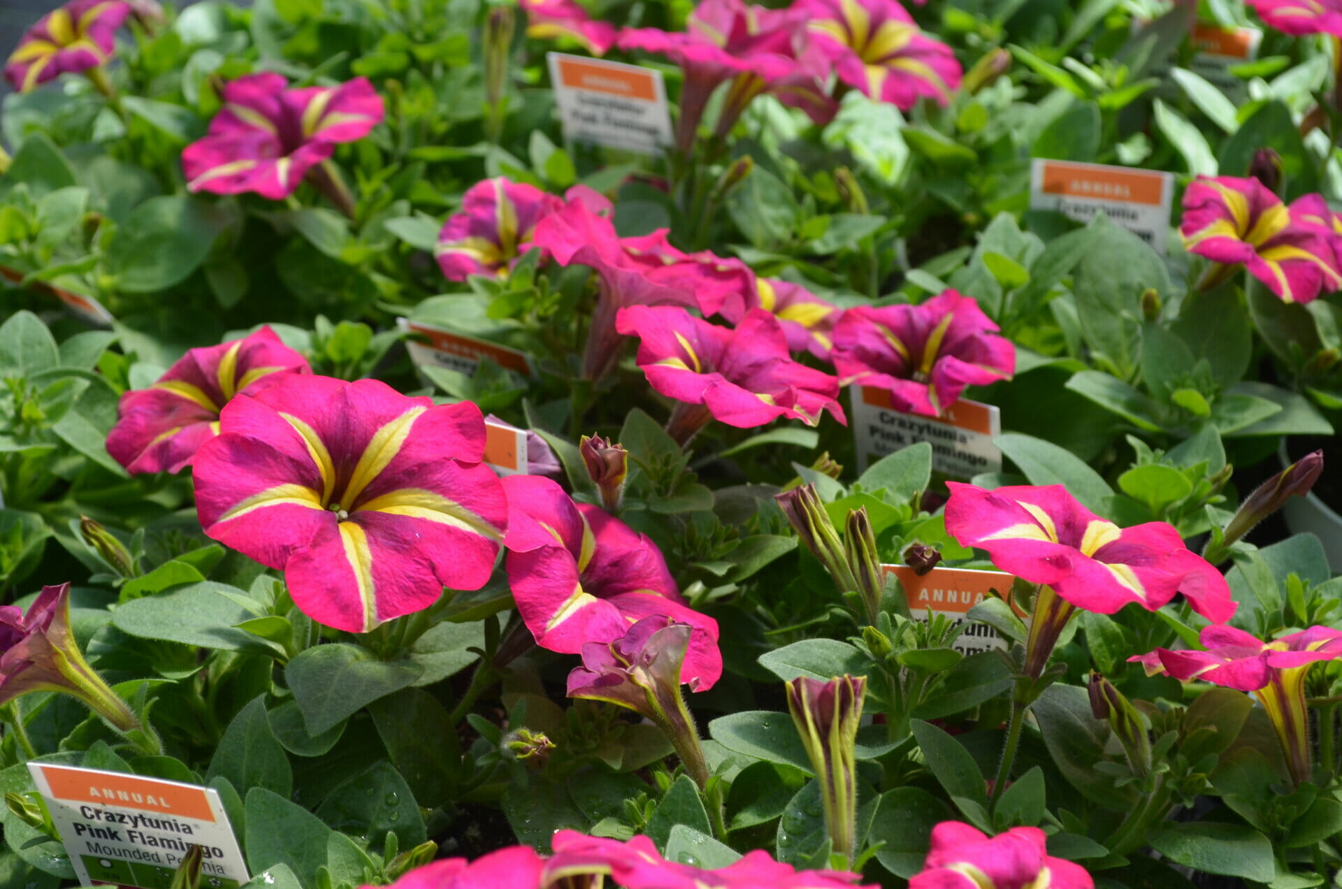 Quality Greenhouses & Perennial Farm, Inc.