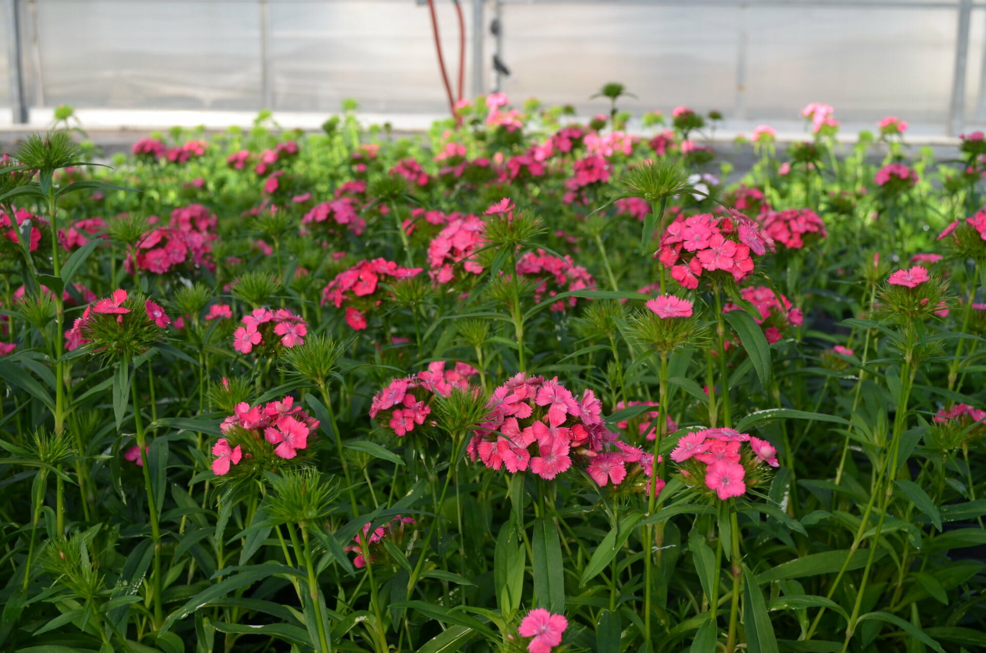 Quality Greenhouses & Perennial Farm Inc.