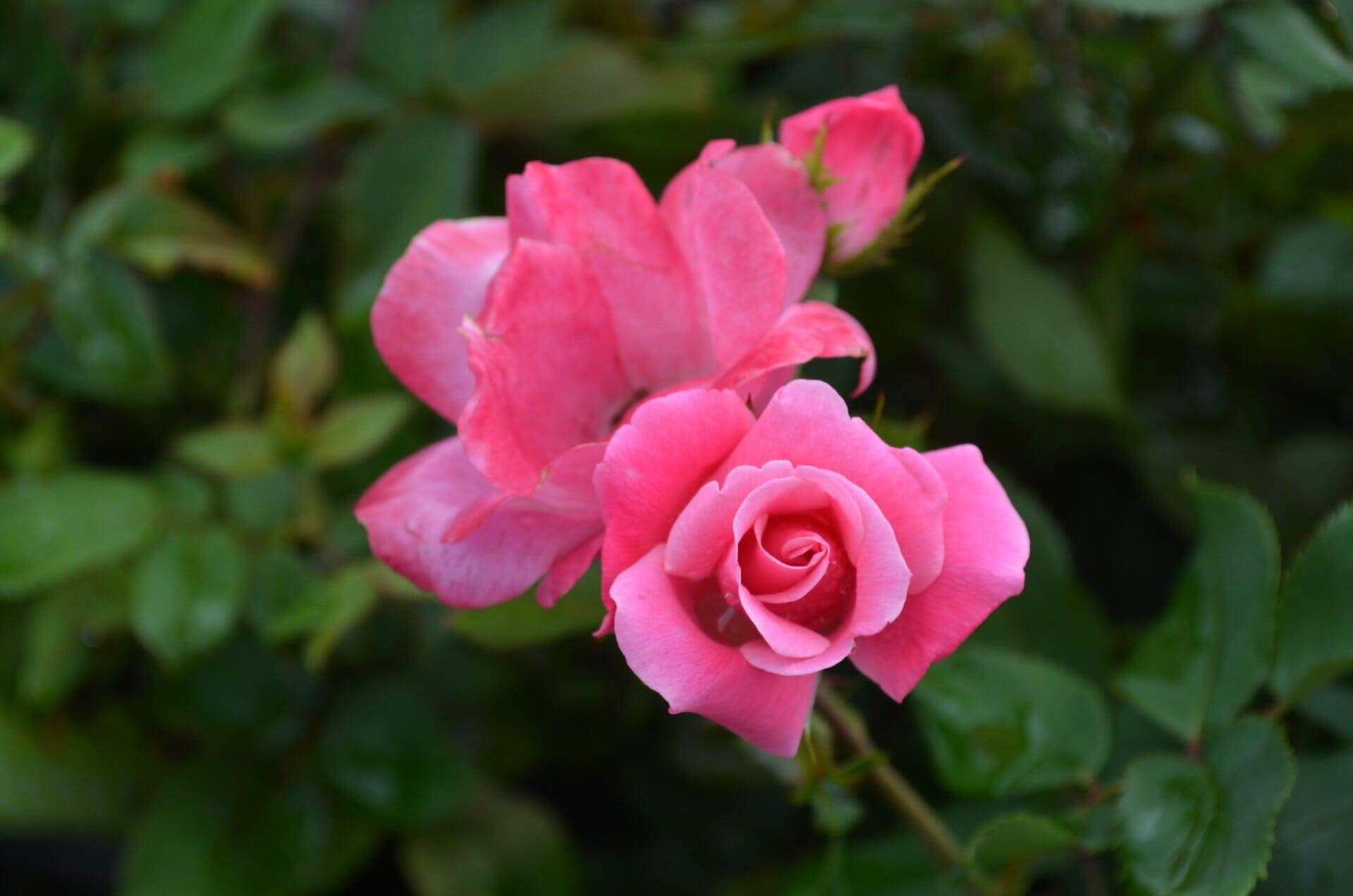 Quality Greenhouses Perennial Farm Inc Quality Greenhouses quality-greenhouses-perennial-farm-inc-quality-greenhouses