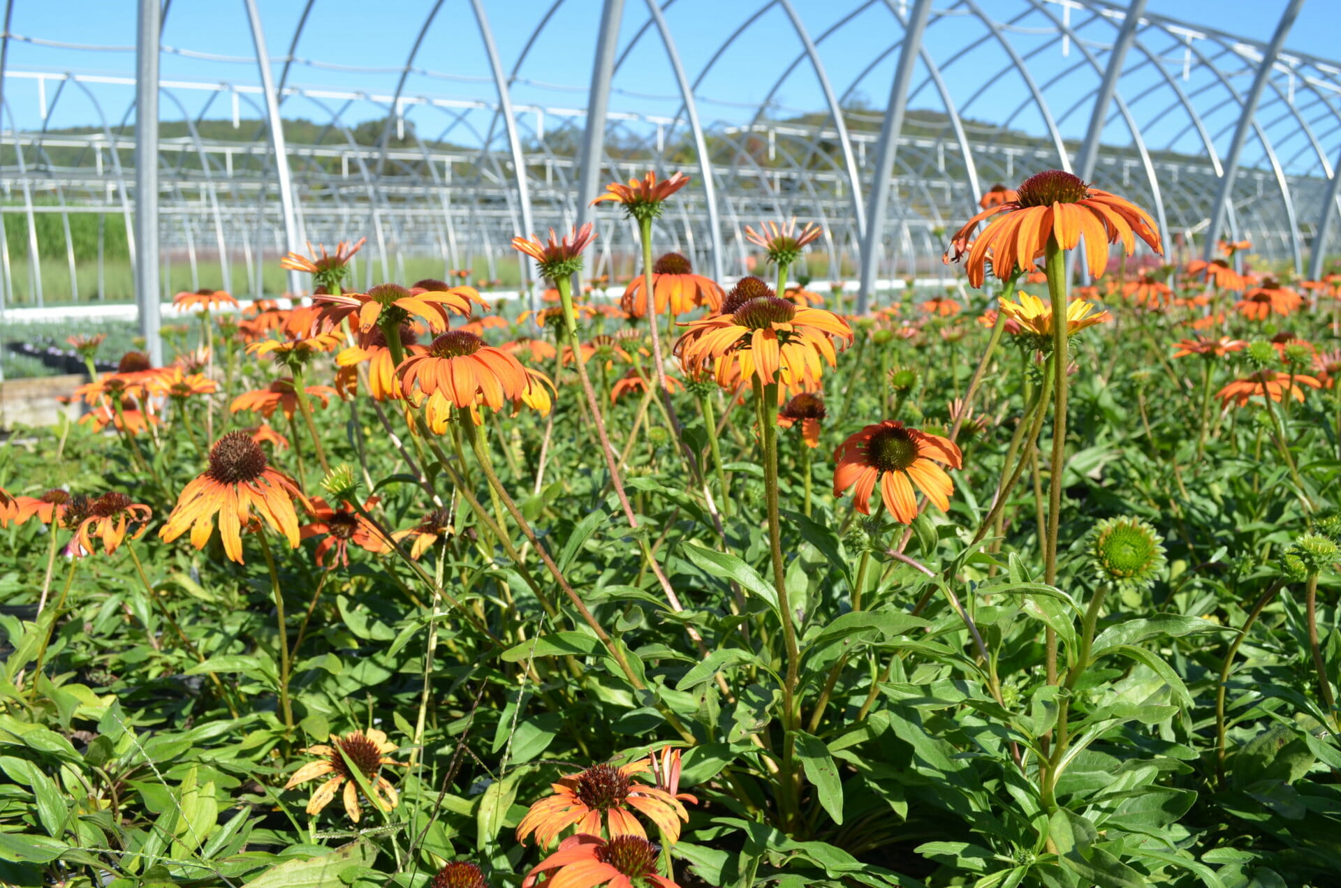 Quality Greenhouses & Perennial Farm Inc.