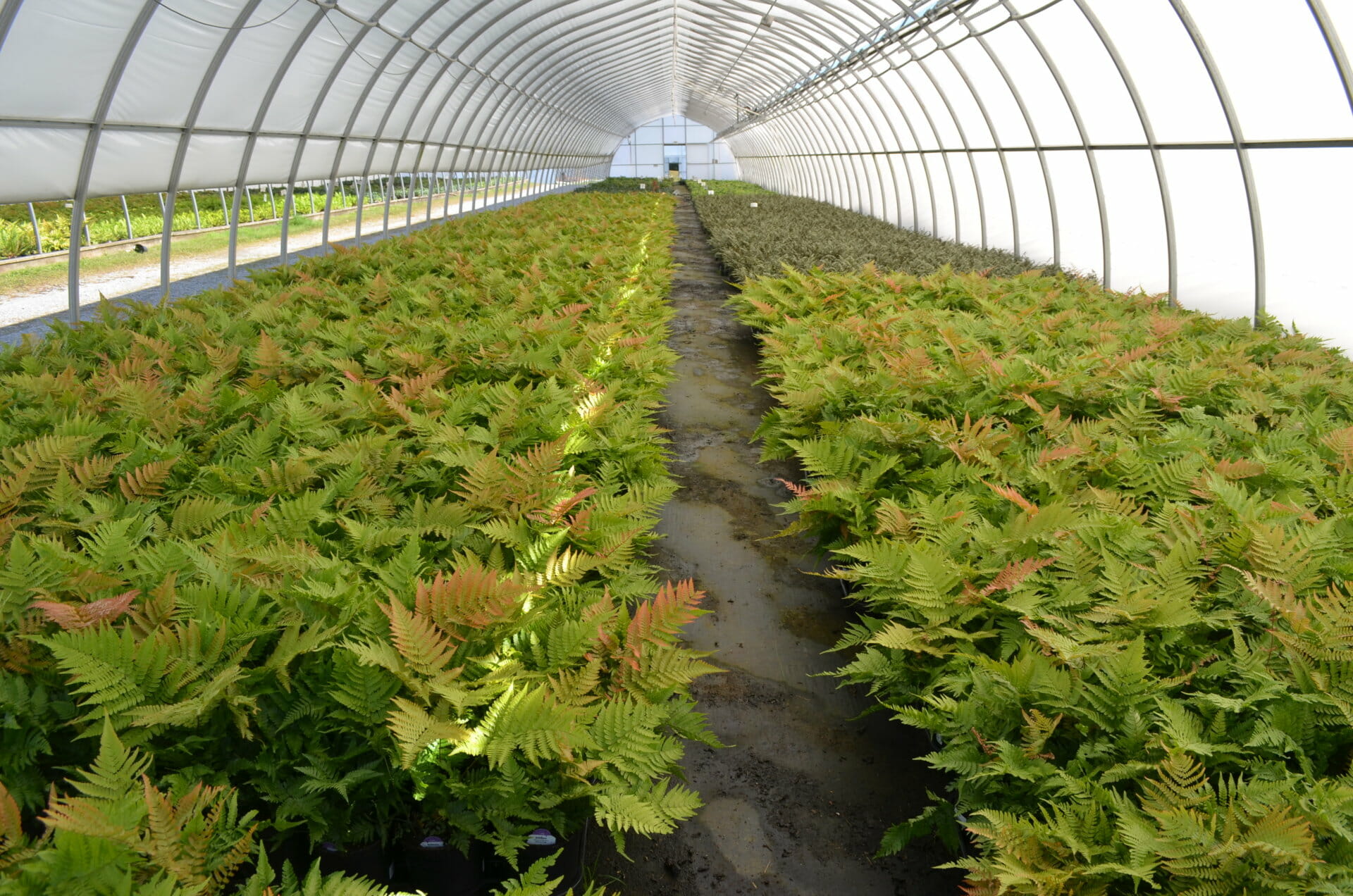Quality Greenhouses & Perennial Farm Inc.