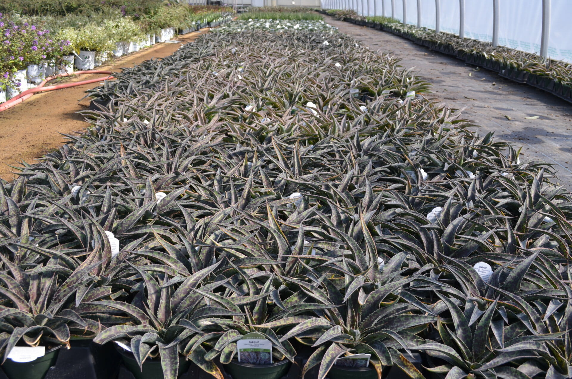 Quality Greenhouses & Perennial Farm Inc.