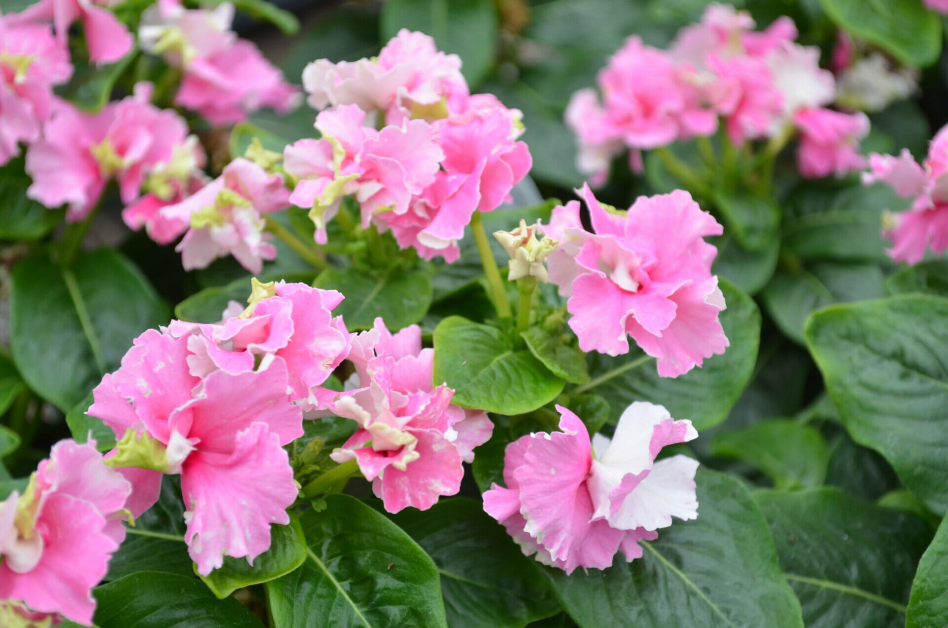 DSC_0590 | Quality Greenhouses & Perennial Farm Inc.Quality Greenhouses & Perennial Farm Inc.