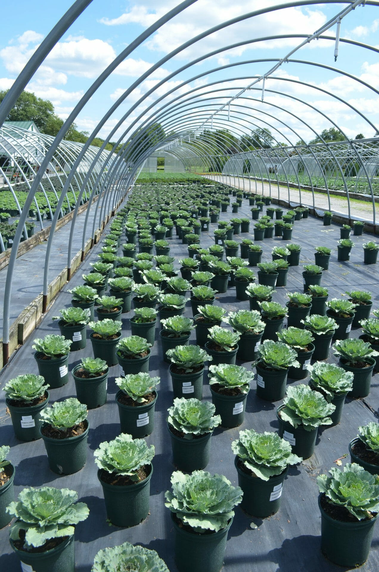 Quality Greenhouses & Perennial Farm Inc.