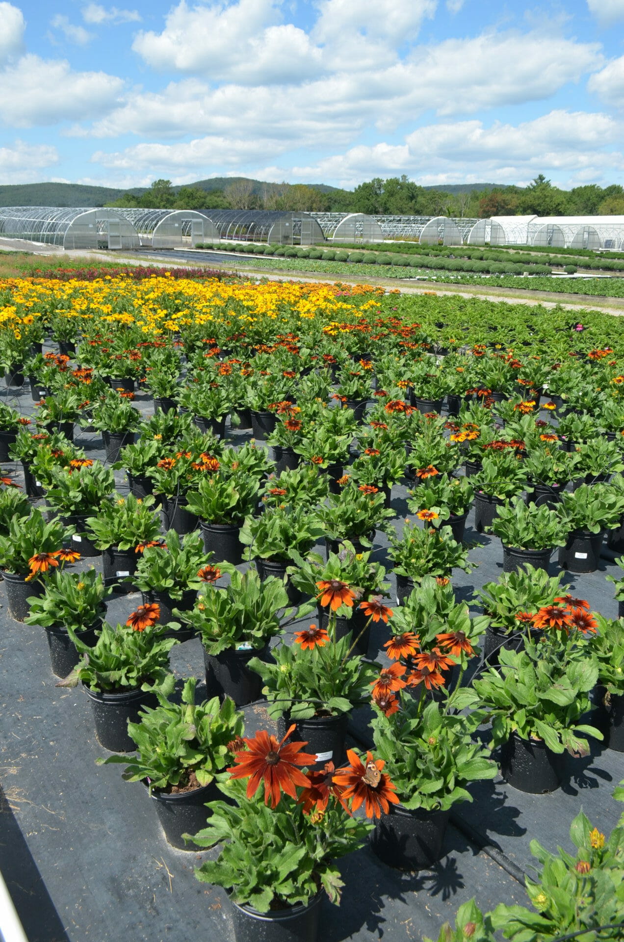 Quality Greenhouses & Perennial Farm Inc.