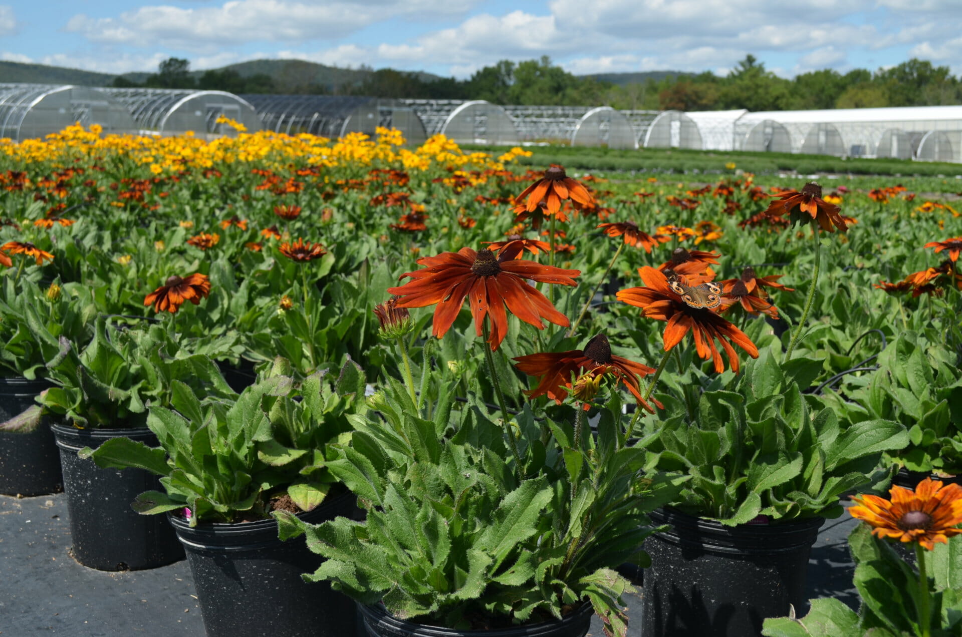 Quality Greenhouses & Perennial Farm Inc.