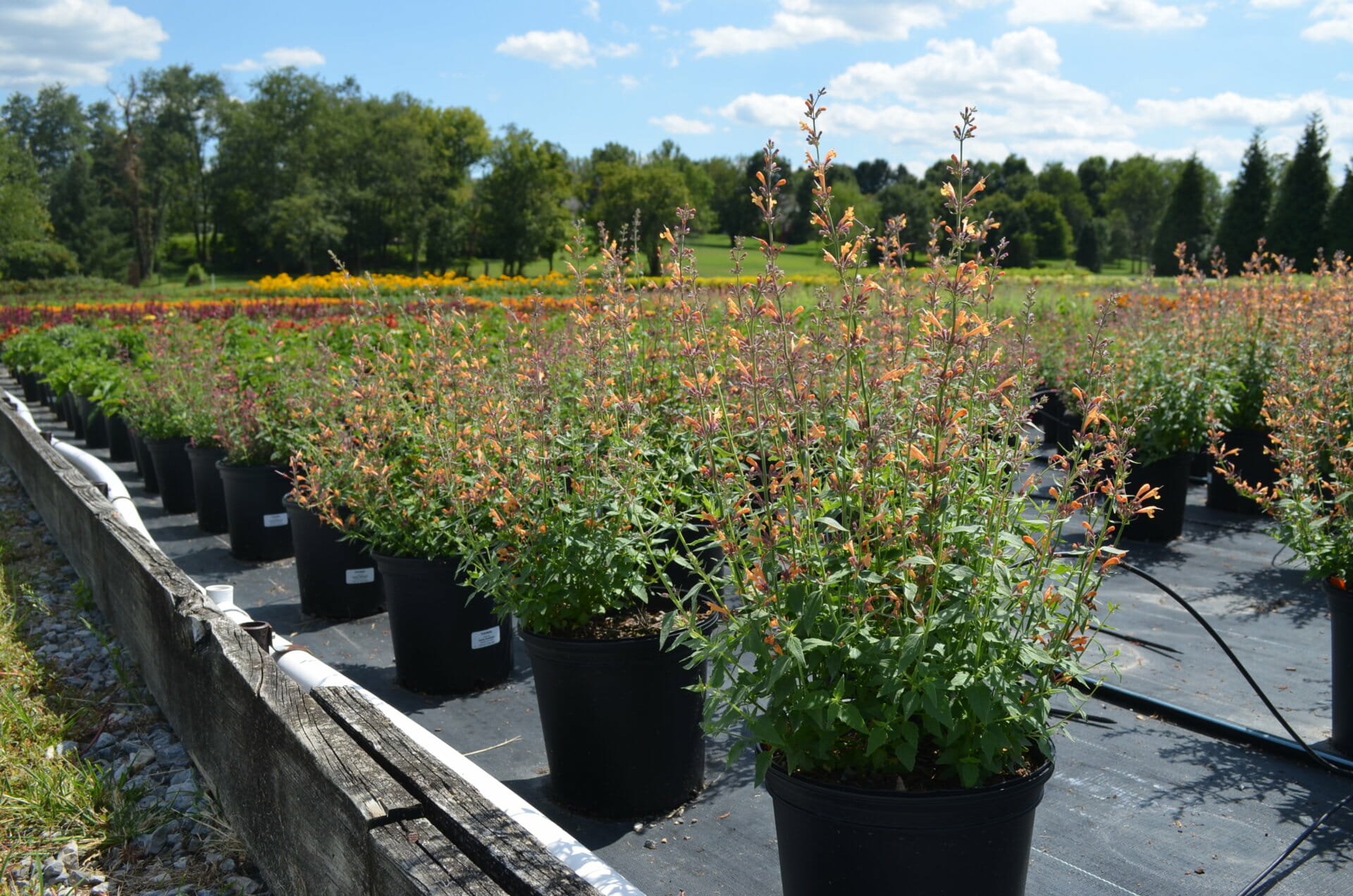 Quality Greenhouses & Perennial Farm Inc.