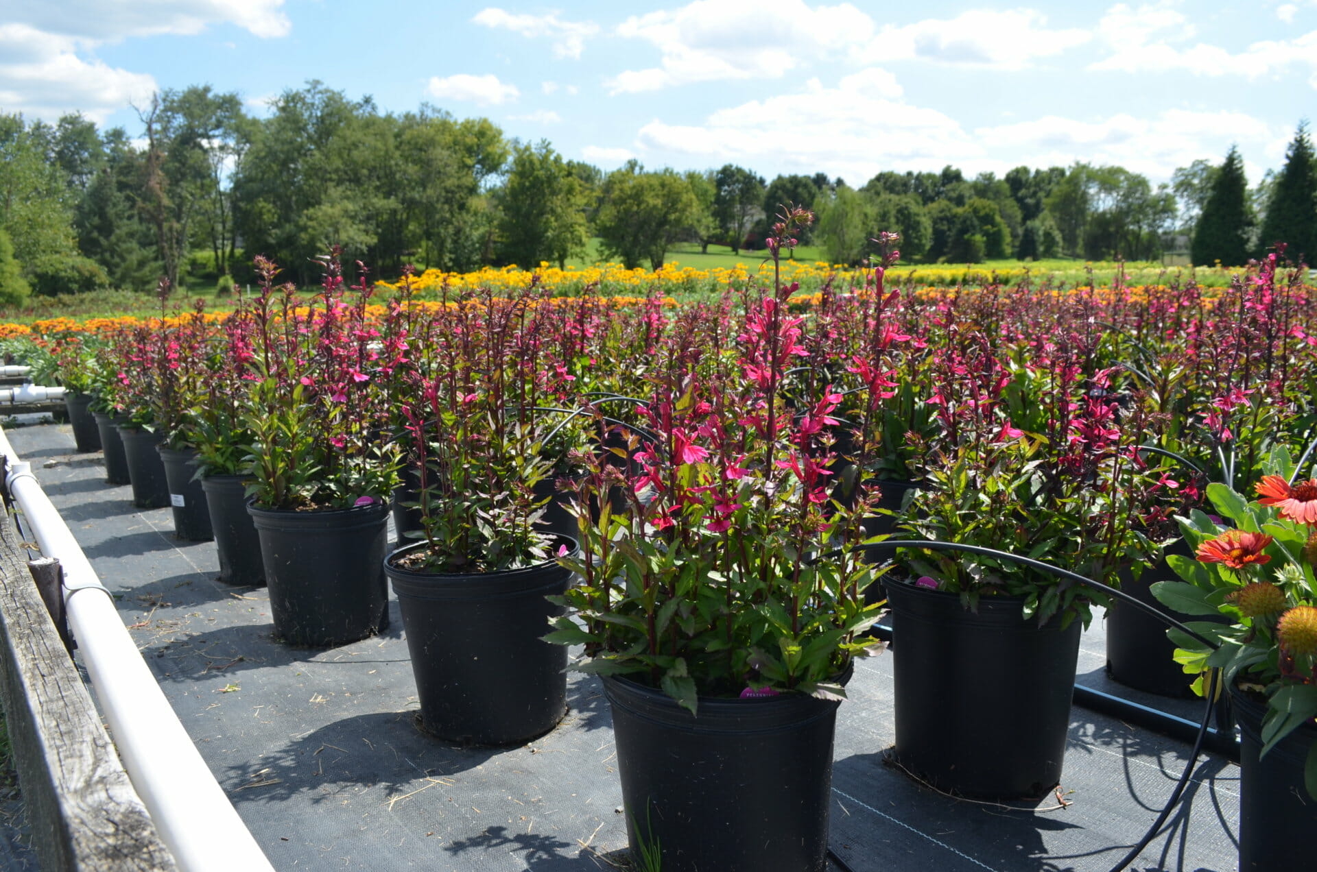 Quality Greenhouses & Perennial Farm Inc.