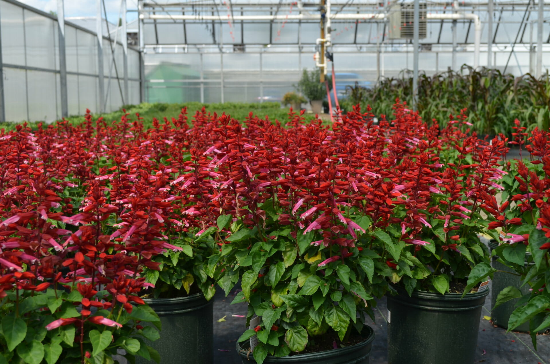 Quality Greenhouses & Perennial Farm Inc.