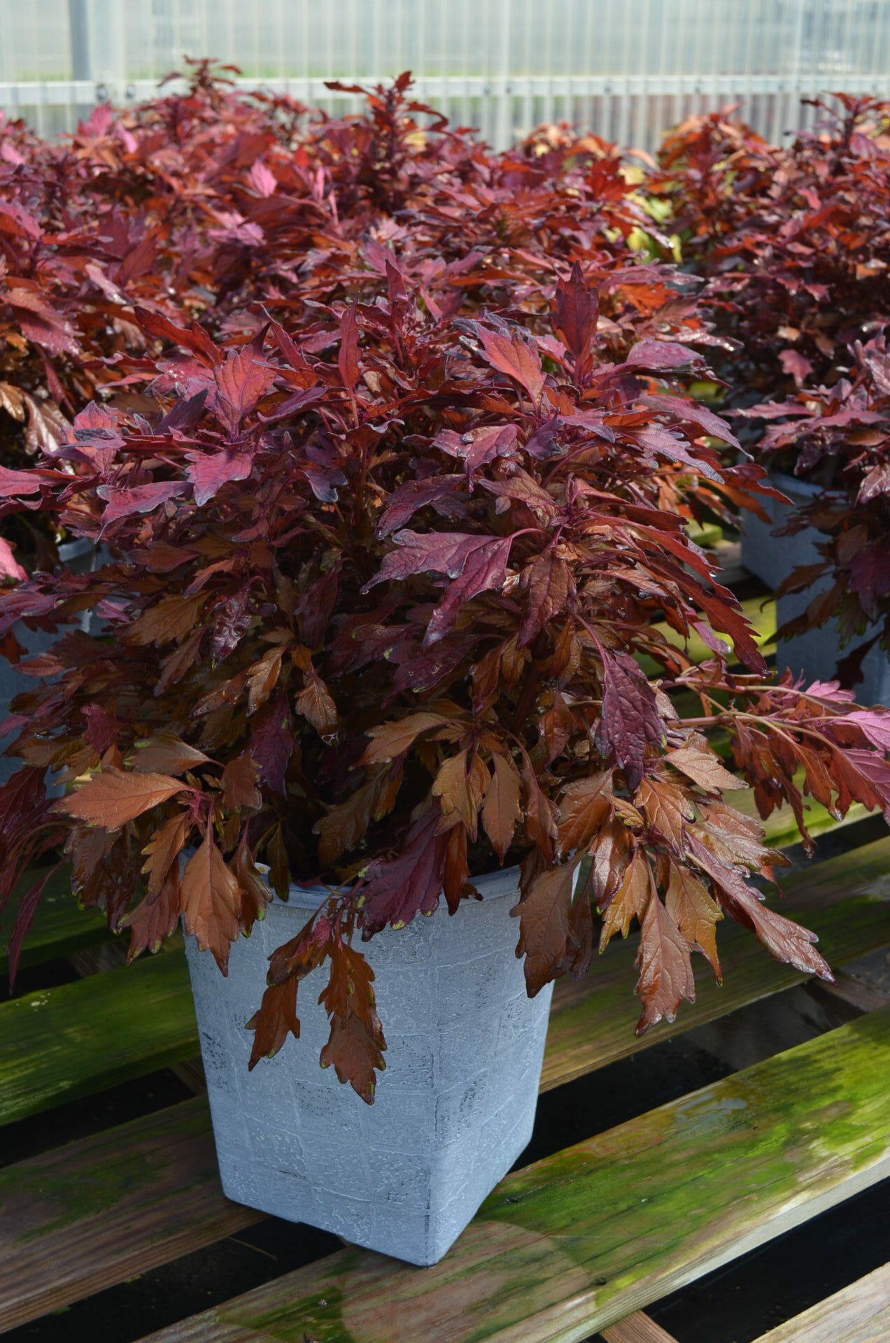 Quality Greenhouses & Perennial Farm Inc.