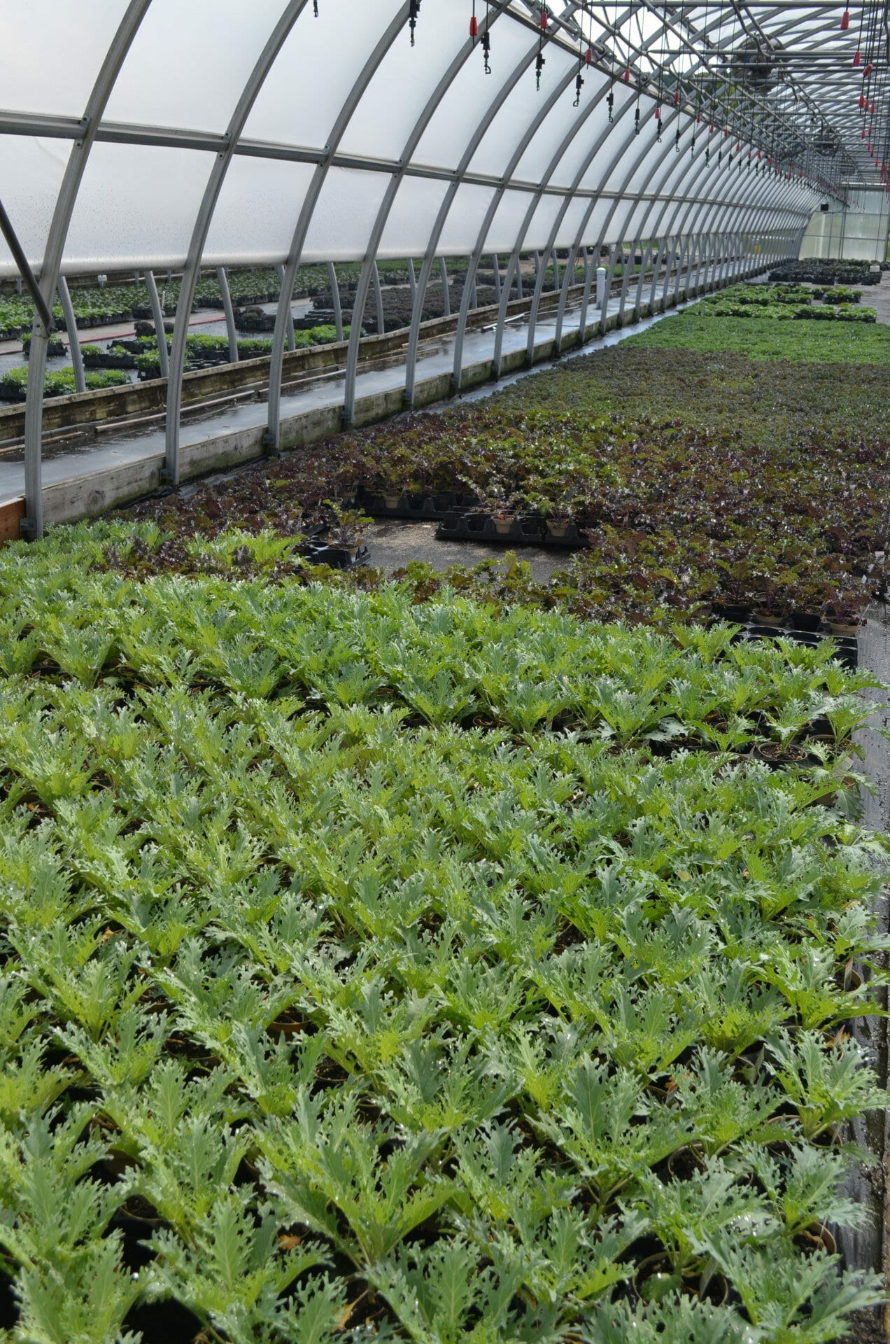 Quality Greenhouses & Perennial Farm Inc.