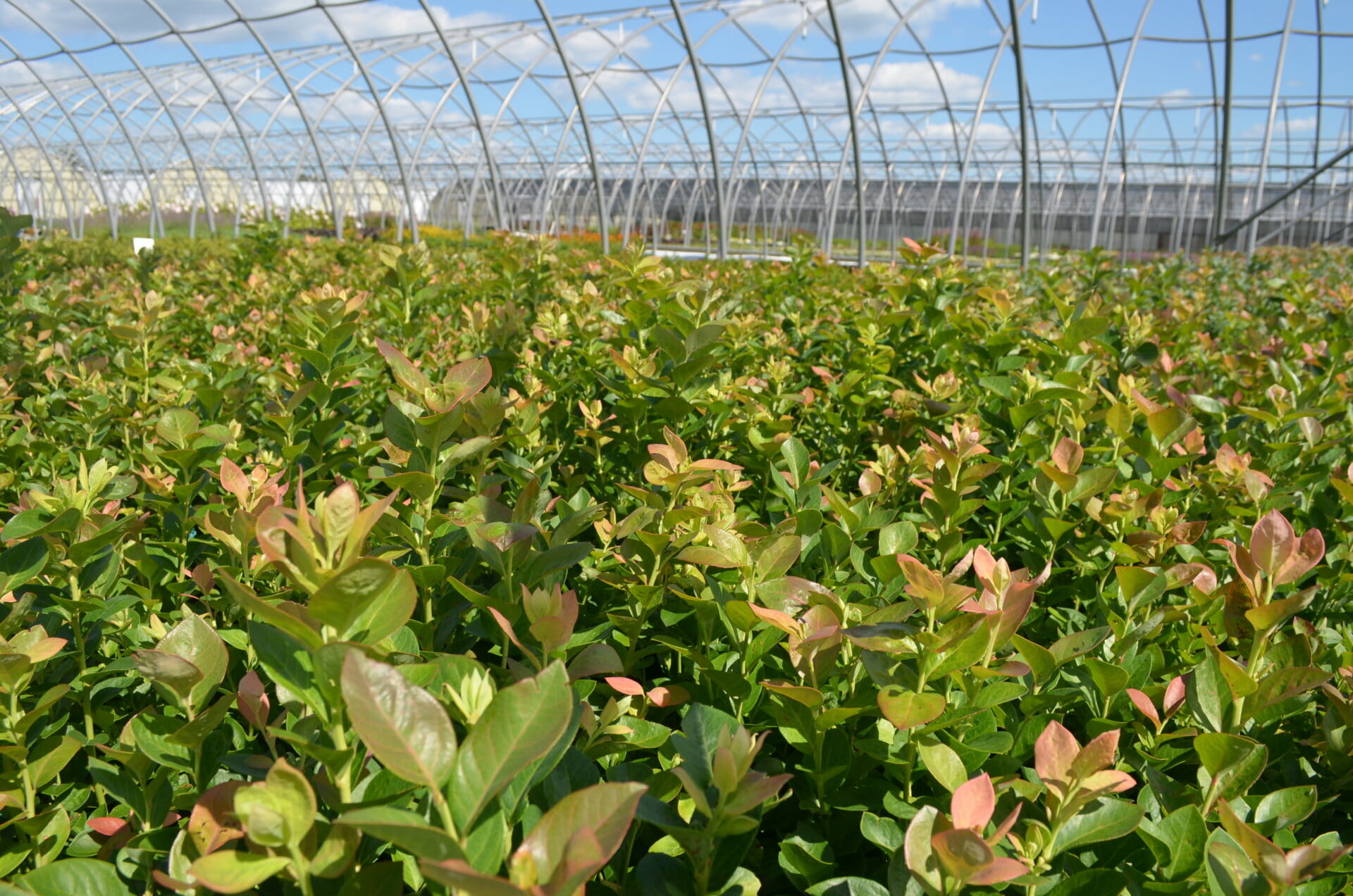 Quality Greenhouses & Perennial Farm Inc.