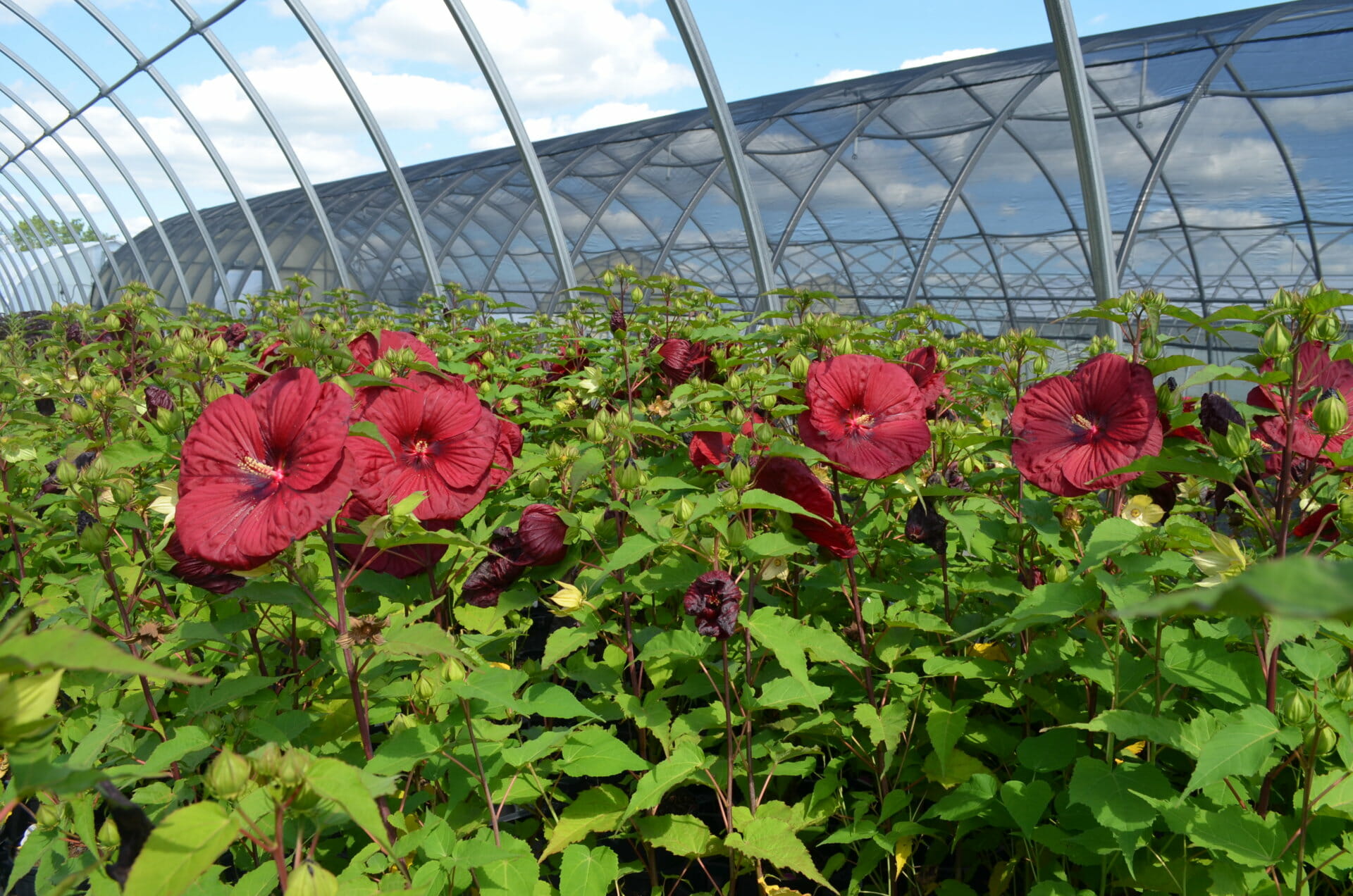 Quality Greenhouses & Perennial Farm Inc.