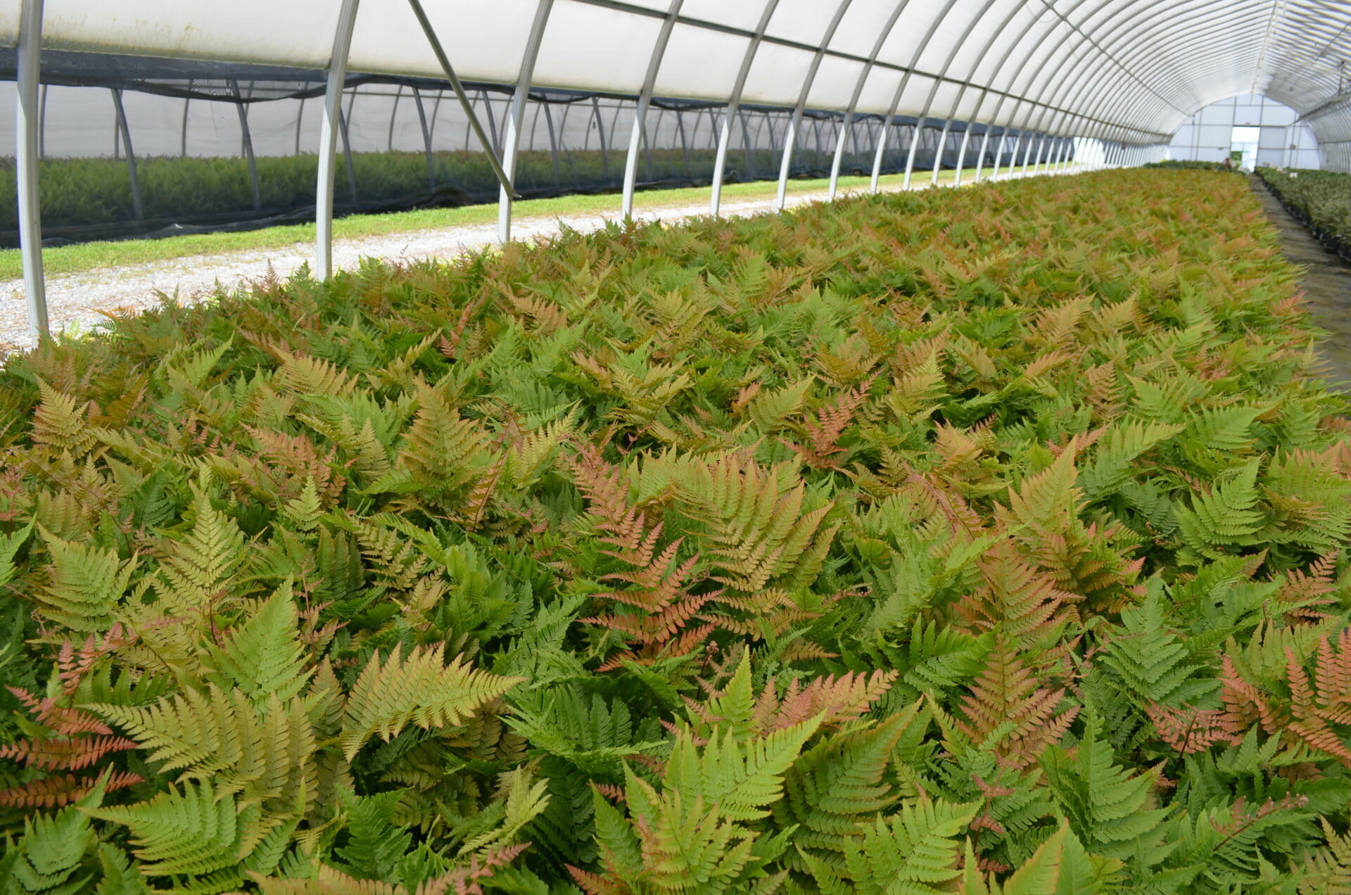 Quality Greenhouses & Perennial Farm Inc.