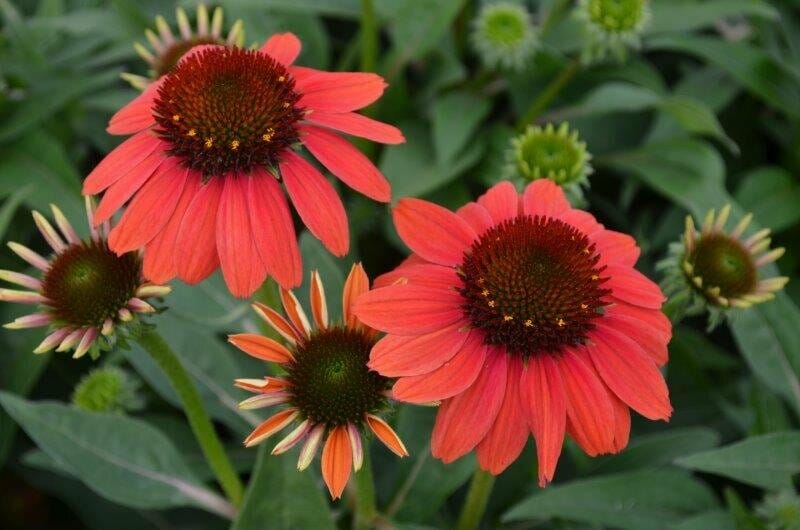 DSC_0902 | Quality Greenhouses & Perennial Farm Inc.Quality Greenhouses & Perennial Farm Inc.