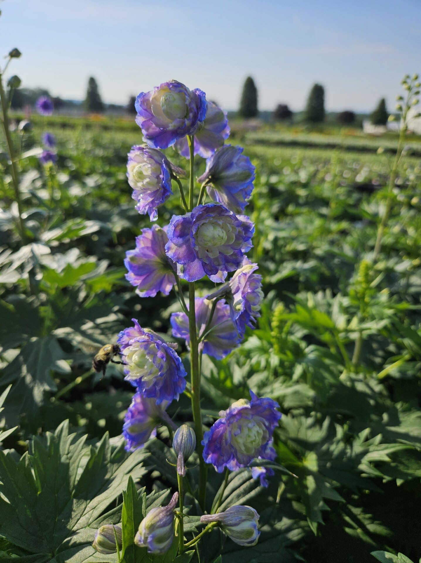 Delphinium Highlander Bolero2 | Quality Greenhouses & Perennial Farm ...