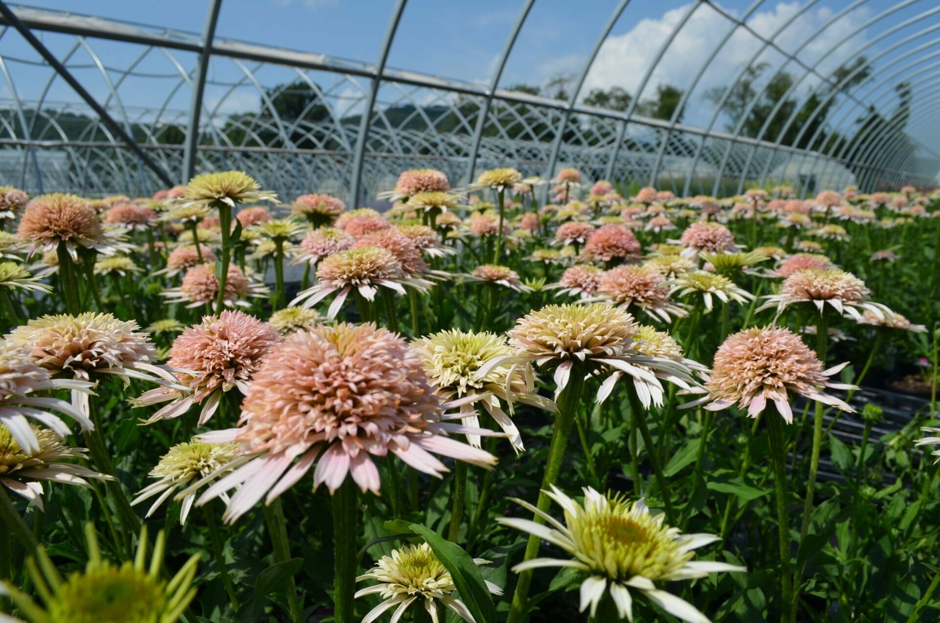 Echinacea Cherry Fluff | Quality Greenhouses & Perennial Farm Inc ...