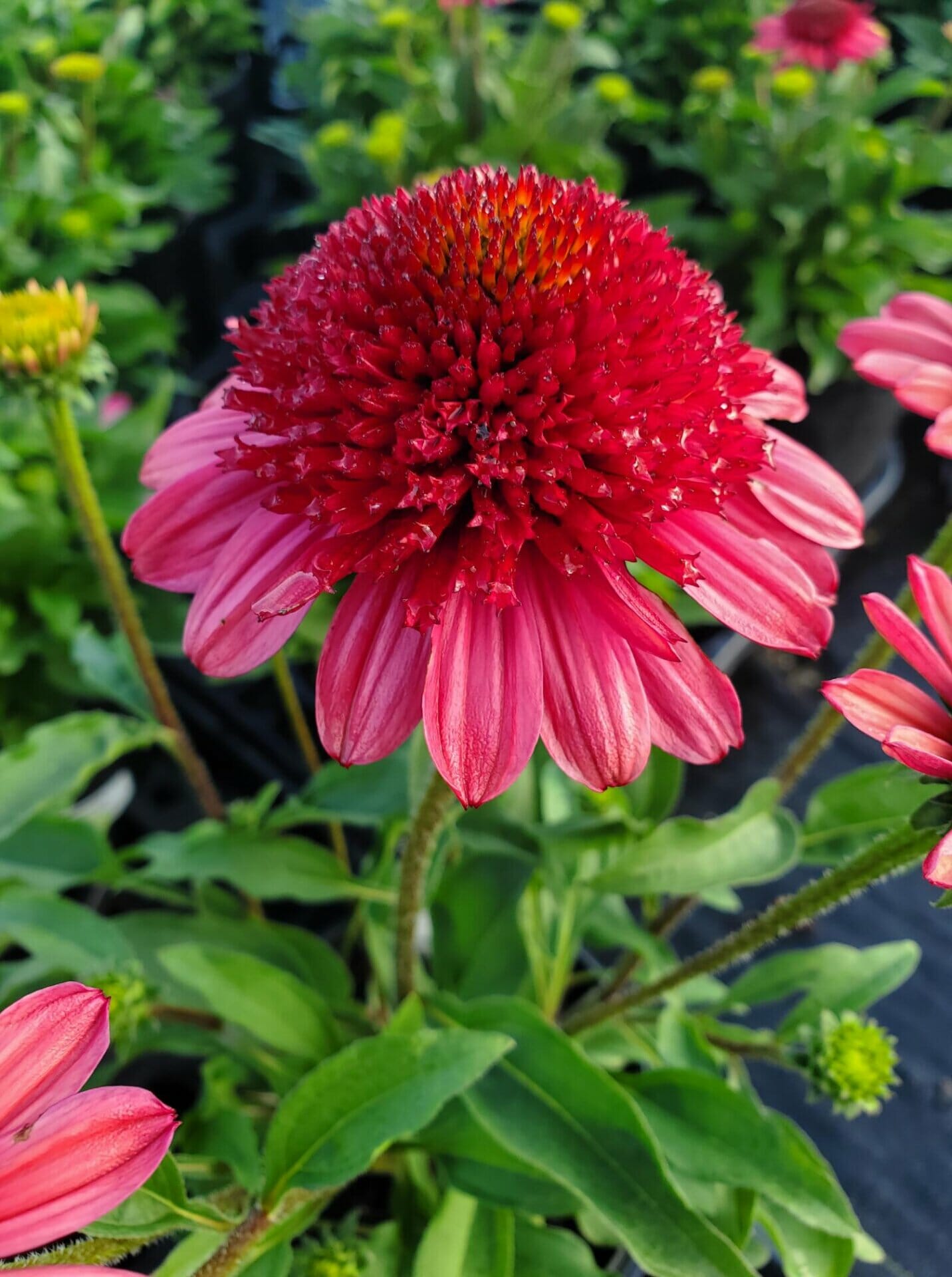 Echinacea Giddy Pink | Quality Greenhouses & Perennial Farm Inc.Quality ...