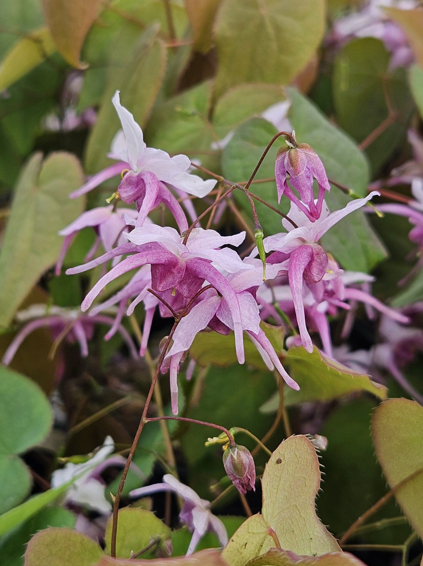 Epimedium Raspberry Rhapsody | Quality Greenhouses & Perennial Farm Inc ...