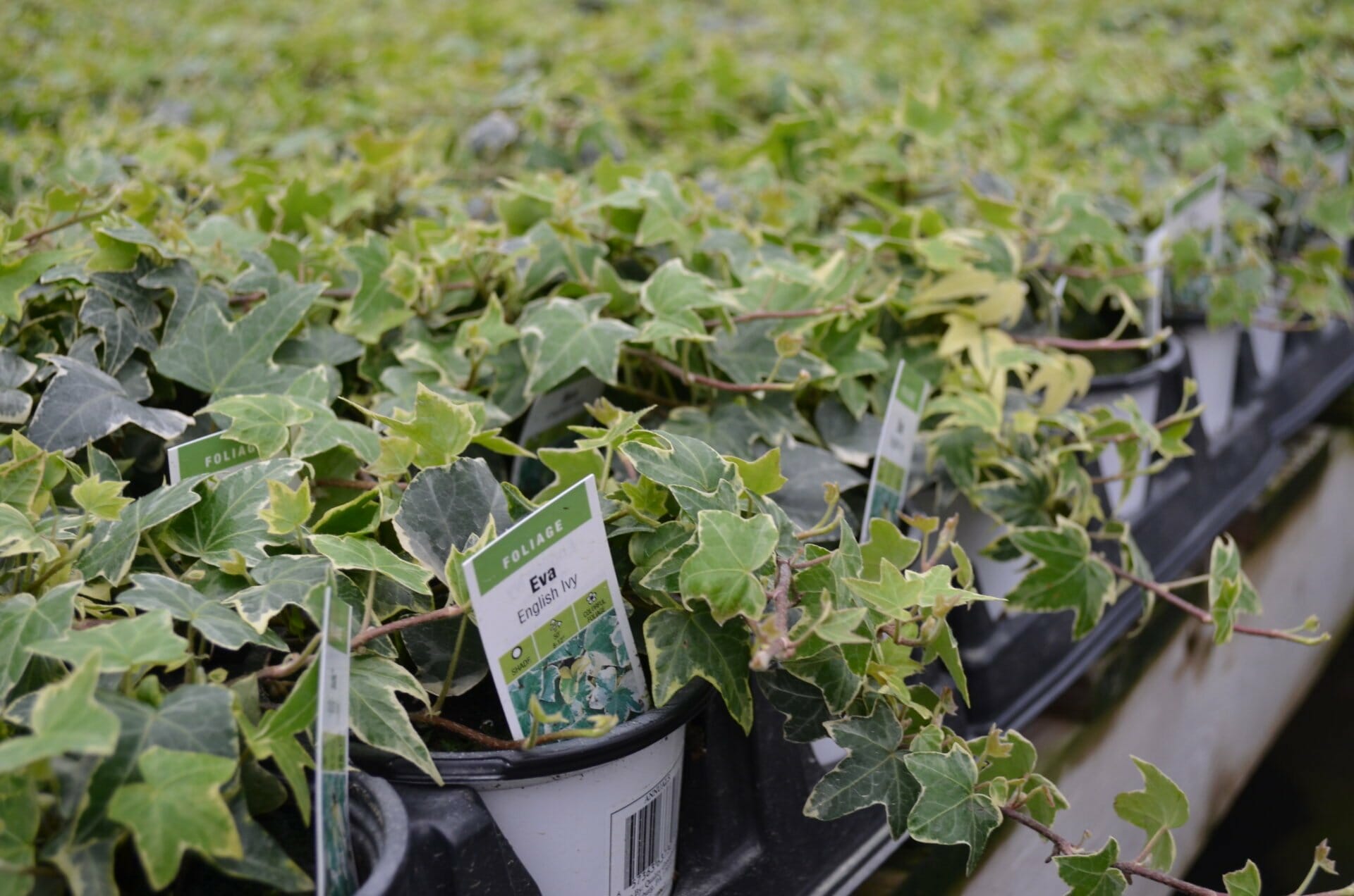 Hedera Ivy Eva | Quality Greenhouses & Perennial Farm Inc.Home ...