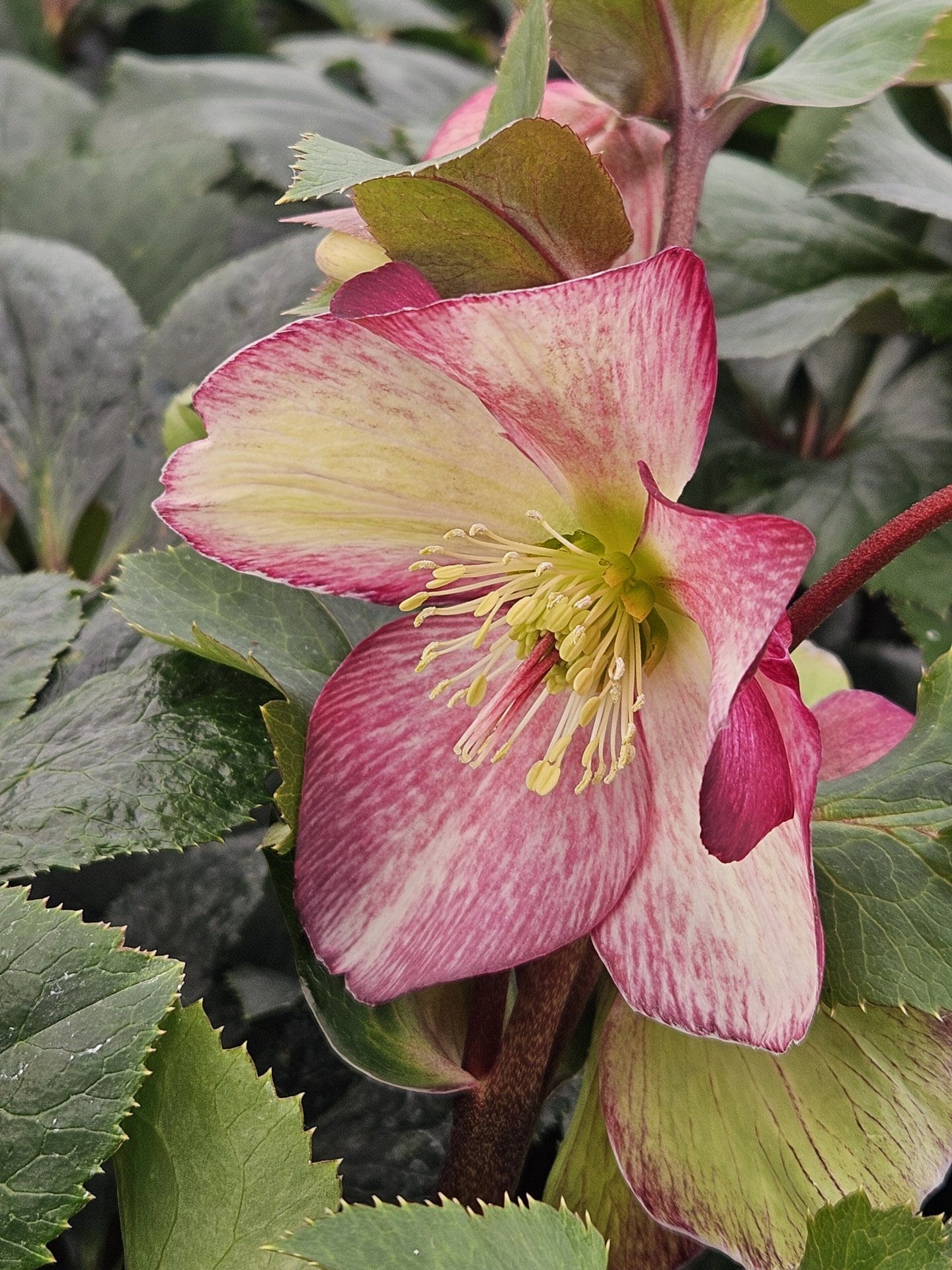 Helleborus Ice N Roses Dark Picotee | Quality Greenhouses & Perennial ...