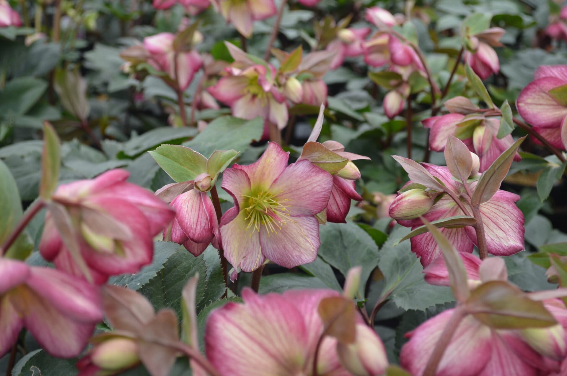 Helleborus Ice N Roses Dark Picotee | Quality Greenhouses & Perennial ...