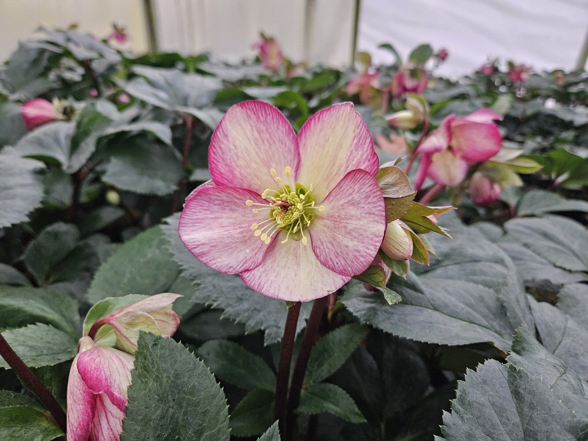 Helleborus Ice N Roses Dark Picotee2 | Quality Greenhouses & Perennial ...
