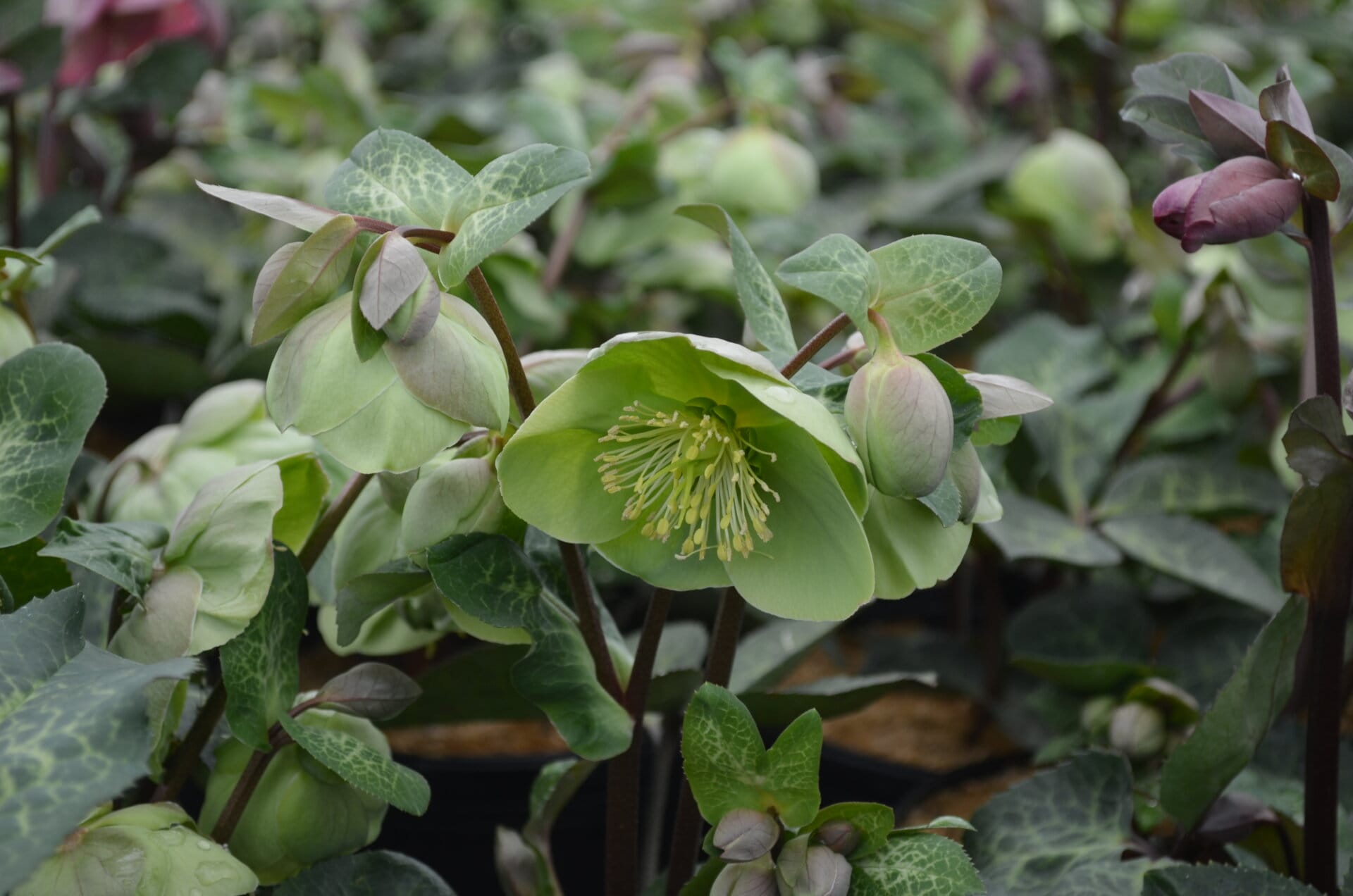 Helleborus Illumi Lime | Quality Greenhouses & Perennial Farm Inc ...
