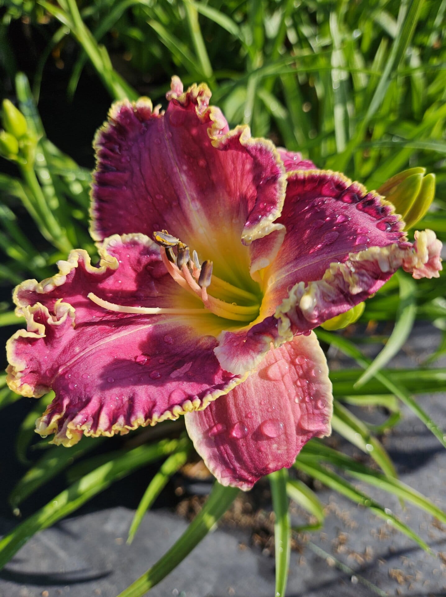 Hemerocallis Raspberry Eclipse2 | Quality Greenhouses & Perennial Farm ...