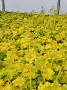 Heuchera Lime Ruffles | Quality Greenhouses & Perennial Farm Inc ...