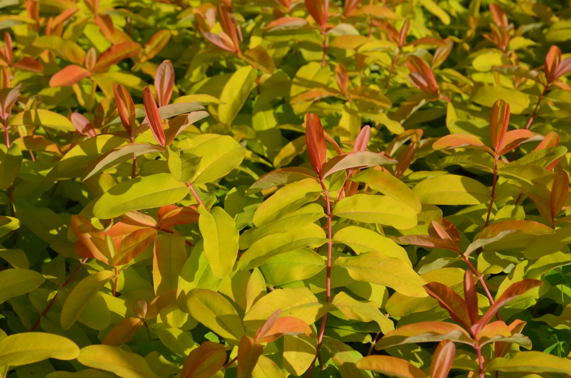 Hypericum Brigadoon | Quality Greenhouses & Perennial Farm Inc.Quality ...