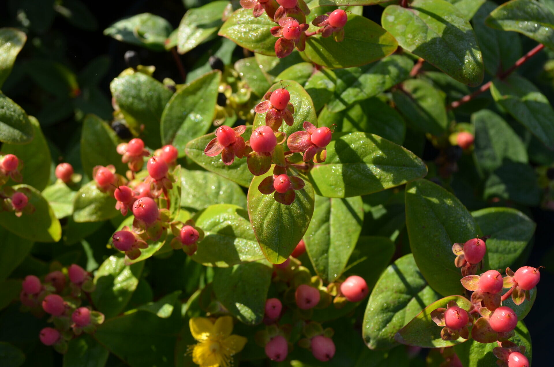 Hypericum Miracle Horizon | Quality Greenhouses & Perennial Farm Inc ...