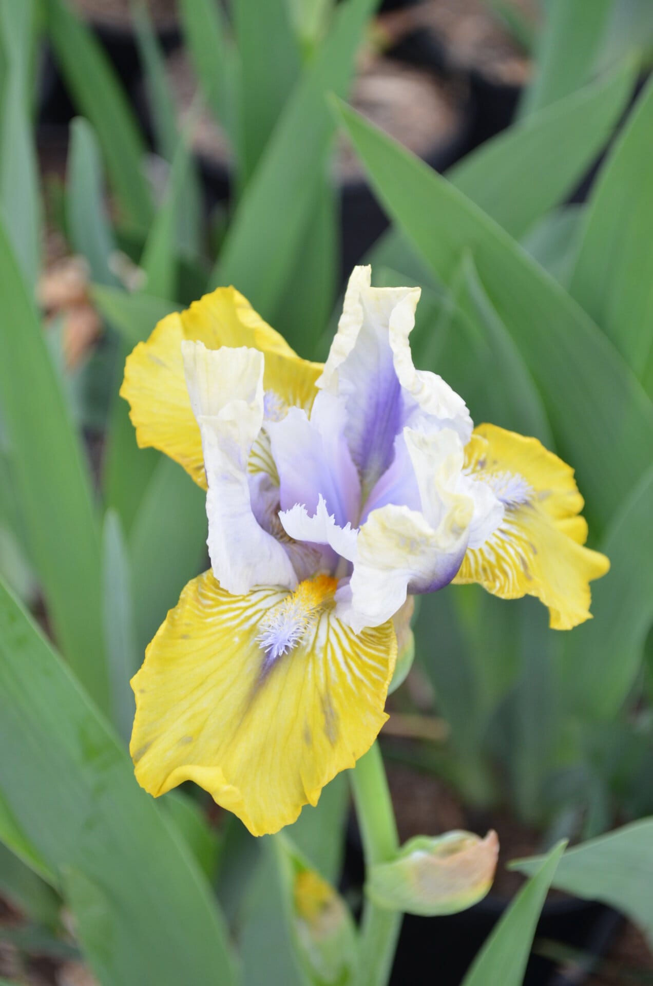 Iris g Edith Wolford | Quality Greenhouses & Perennial Farm Inc.Quality Greenhouses & Perennial ...