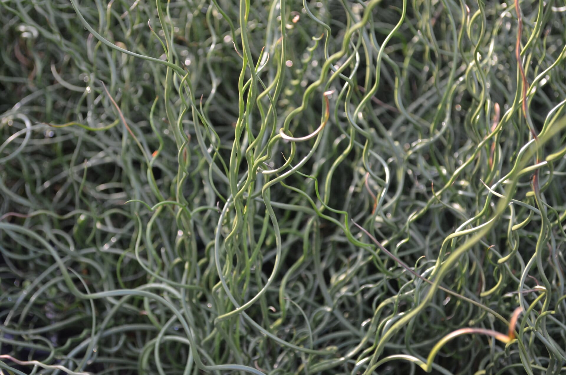 Juncus Big Twister 1gal | Quality Greenhouses & Perennial Farm Inc ...