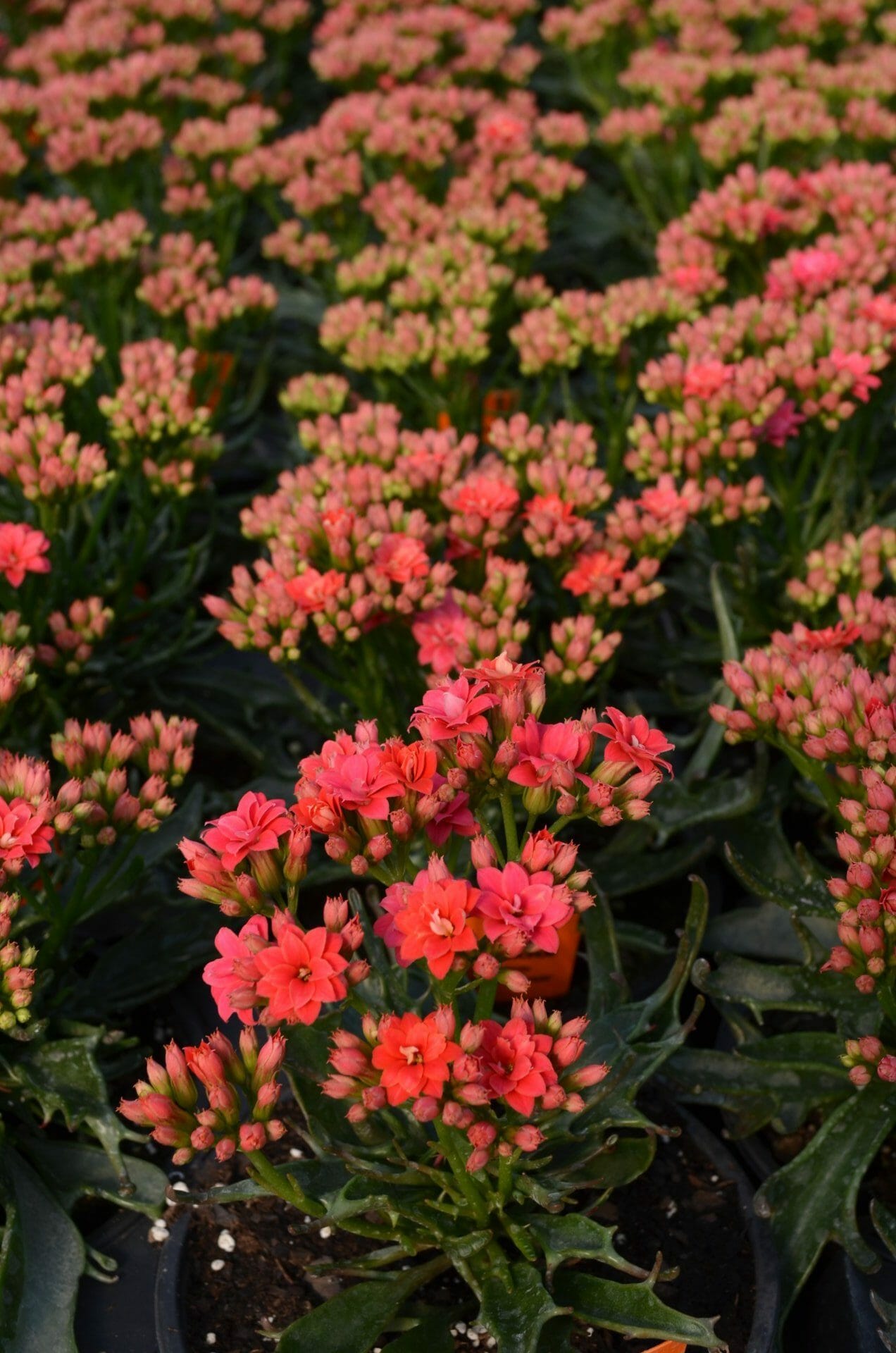 Kalanchoe Spider Tarantula 6in2 | Quality Greenhouses & Perennial Farm ...