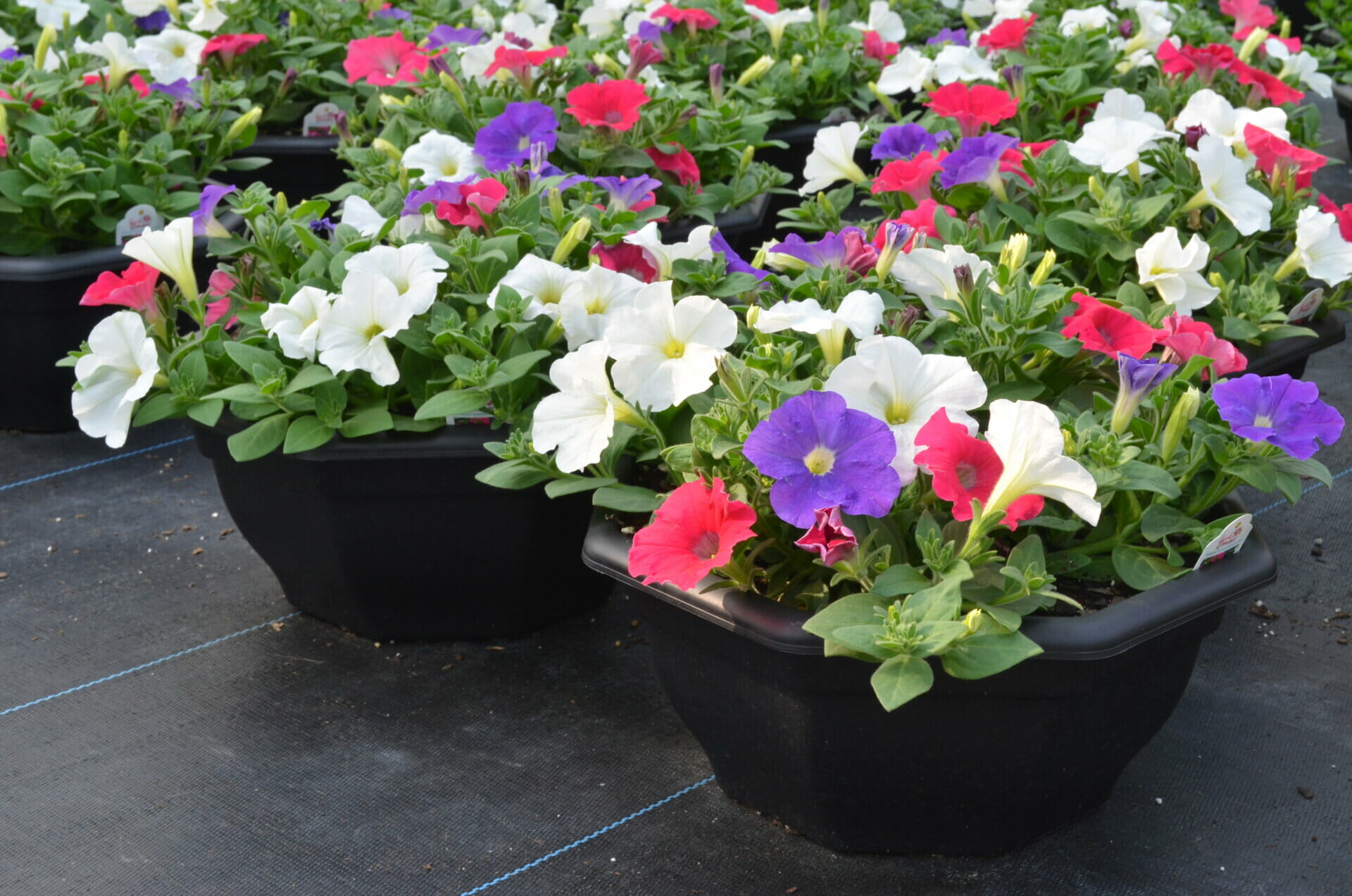 Kwik Kombos Sanguna Summer Cooler Mix2 | Quality Greenhouses ...