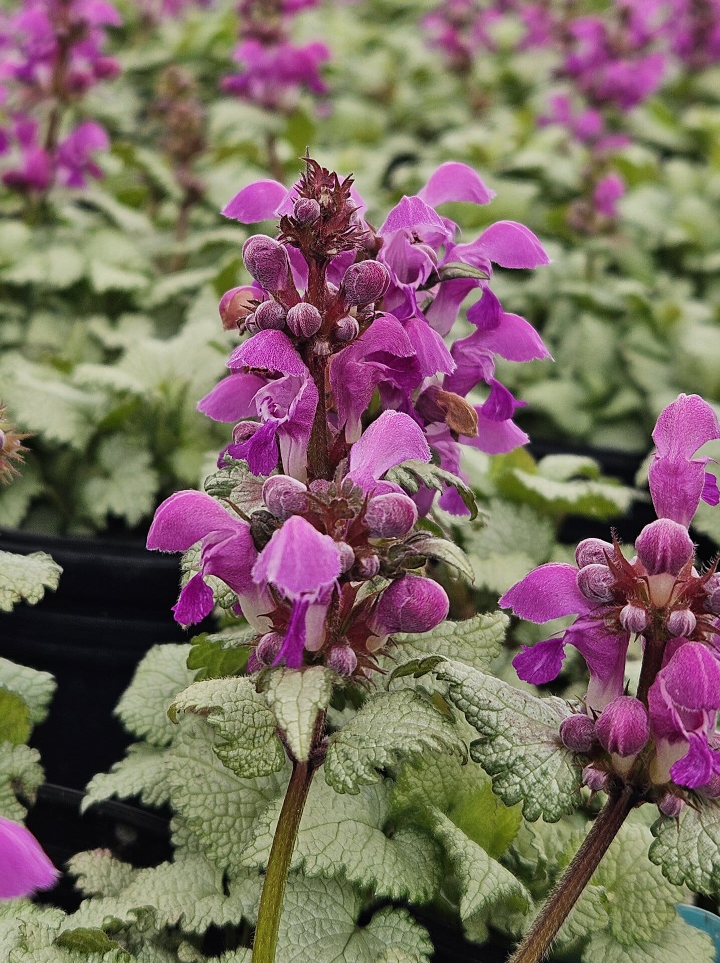 Home | Quality Greenhouses & Perennial Farm, Inc.Quality Greenhouses ...