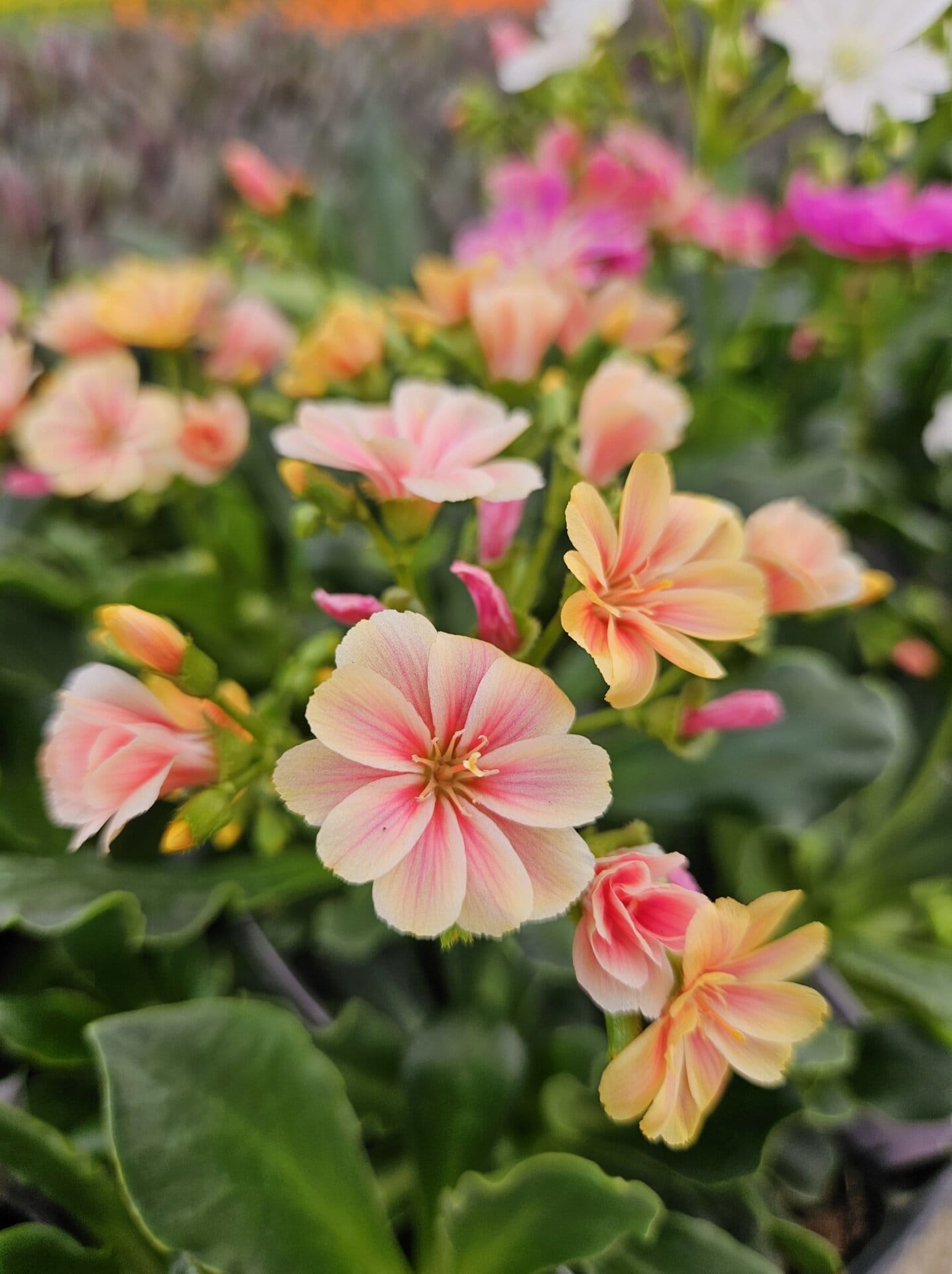 Lewisia Rainbow Mix 2.5in | Quality Greenhouses & Perennial Farm Inc ...