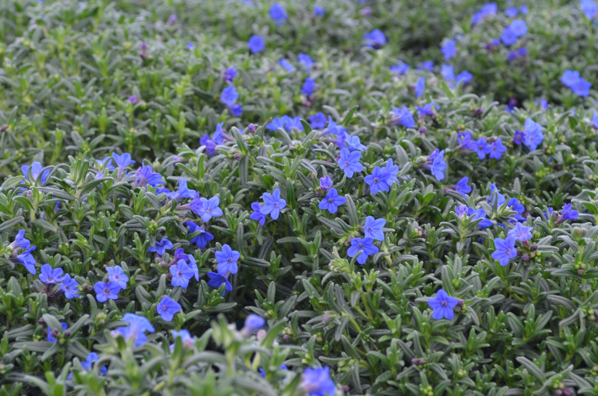 Lithodora Grace Ward | Quality Greenhouses & Perennial Farm Inc.Quality ...