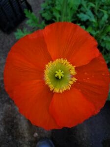 Papaver Spring Fever Red | Quality Greenhouses & Perennial Farm Inc ...