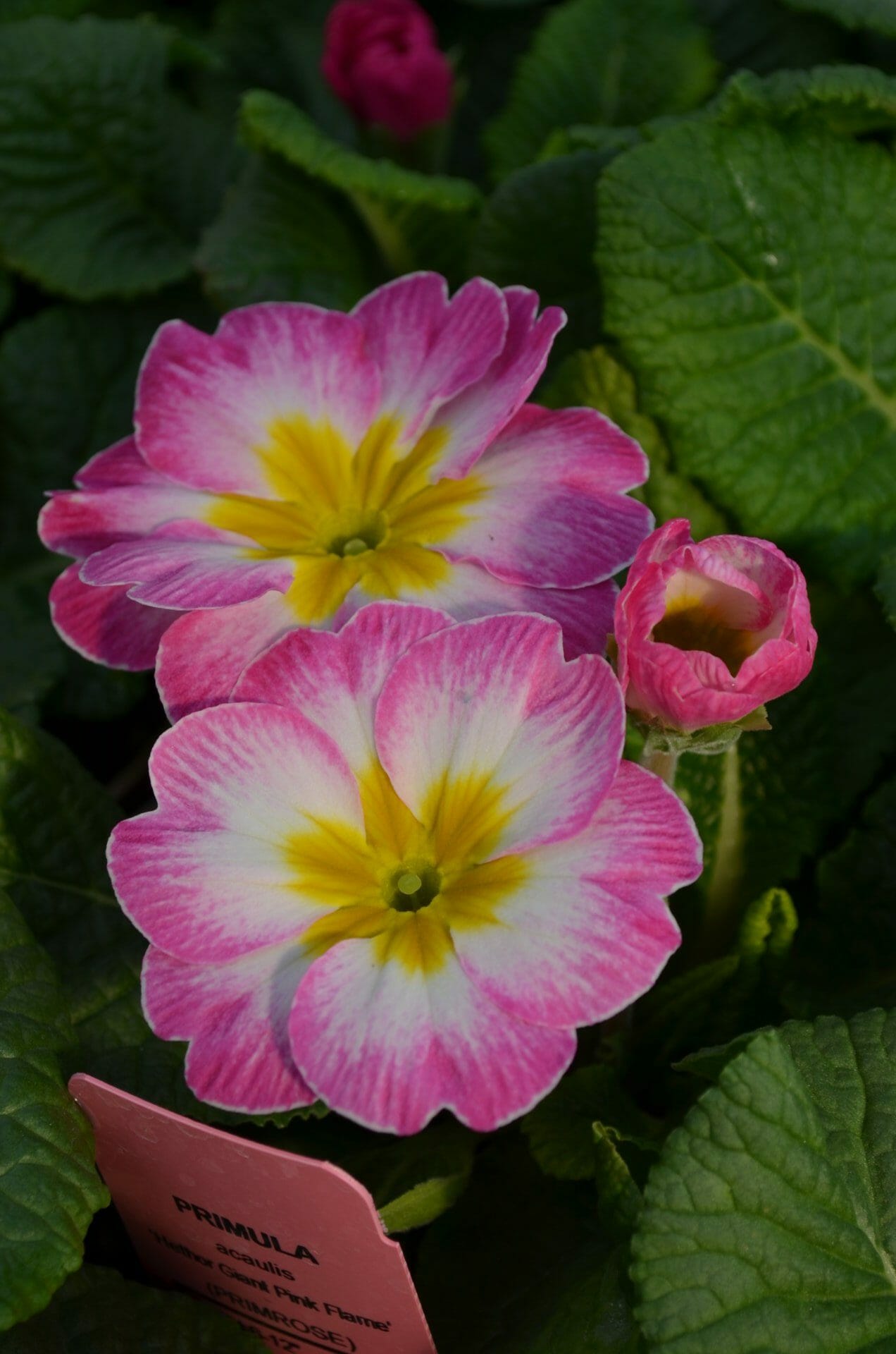 Primrose Hethor Giant Pink Flame | Quality Greenhouses & Perennial Farm ...