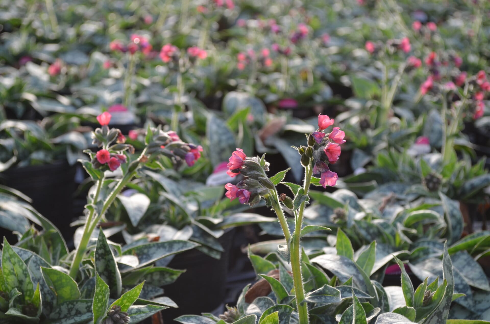 Pulmonaria Raspberry Splash | Quality Greenhouses & Perennial Farm Inc ...
