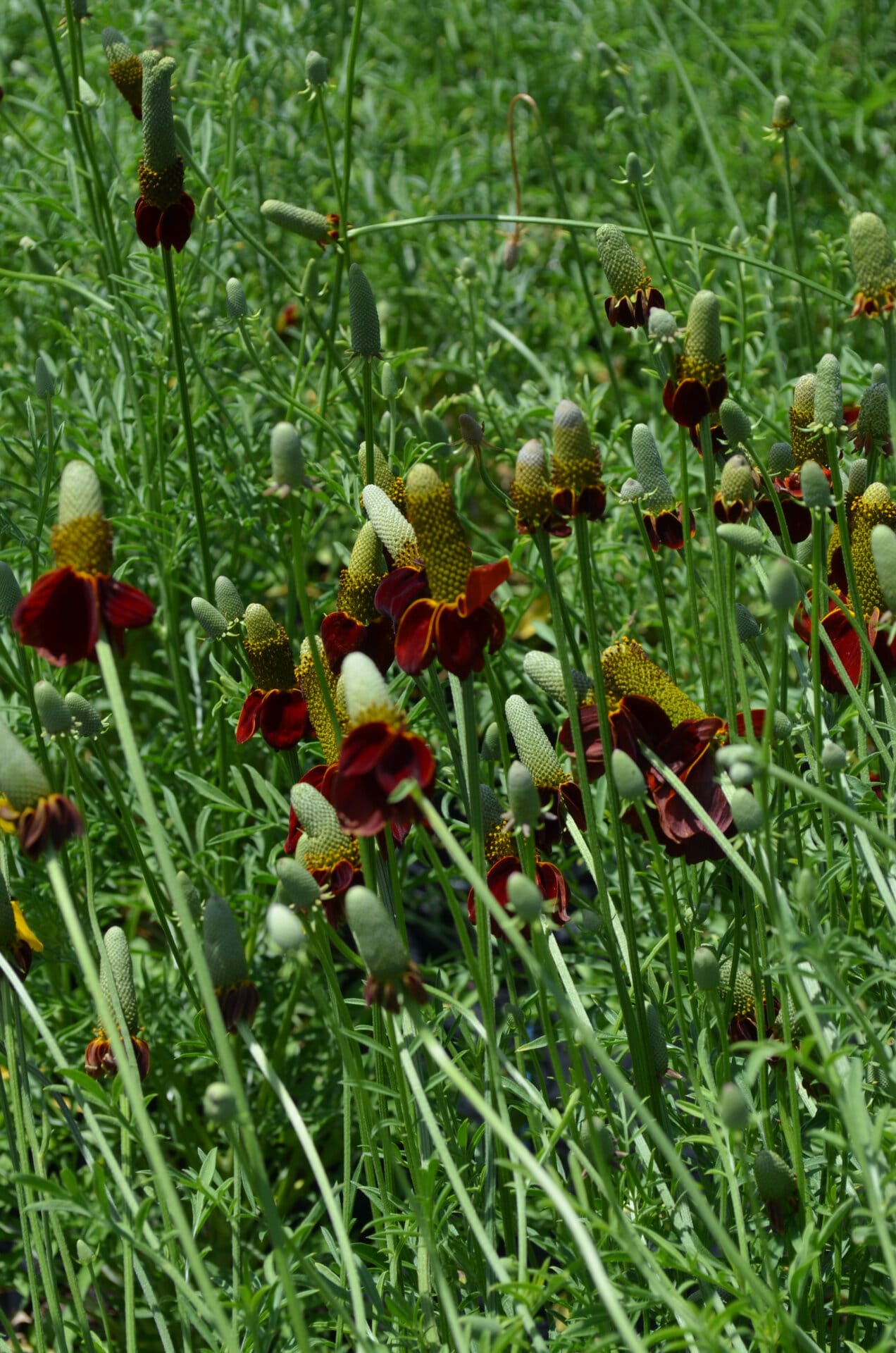 Ratibida Red Midget | Quality Greenhouses & Perennial Farm Inc.Quality ...