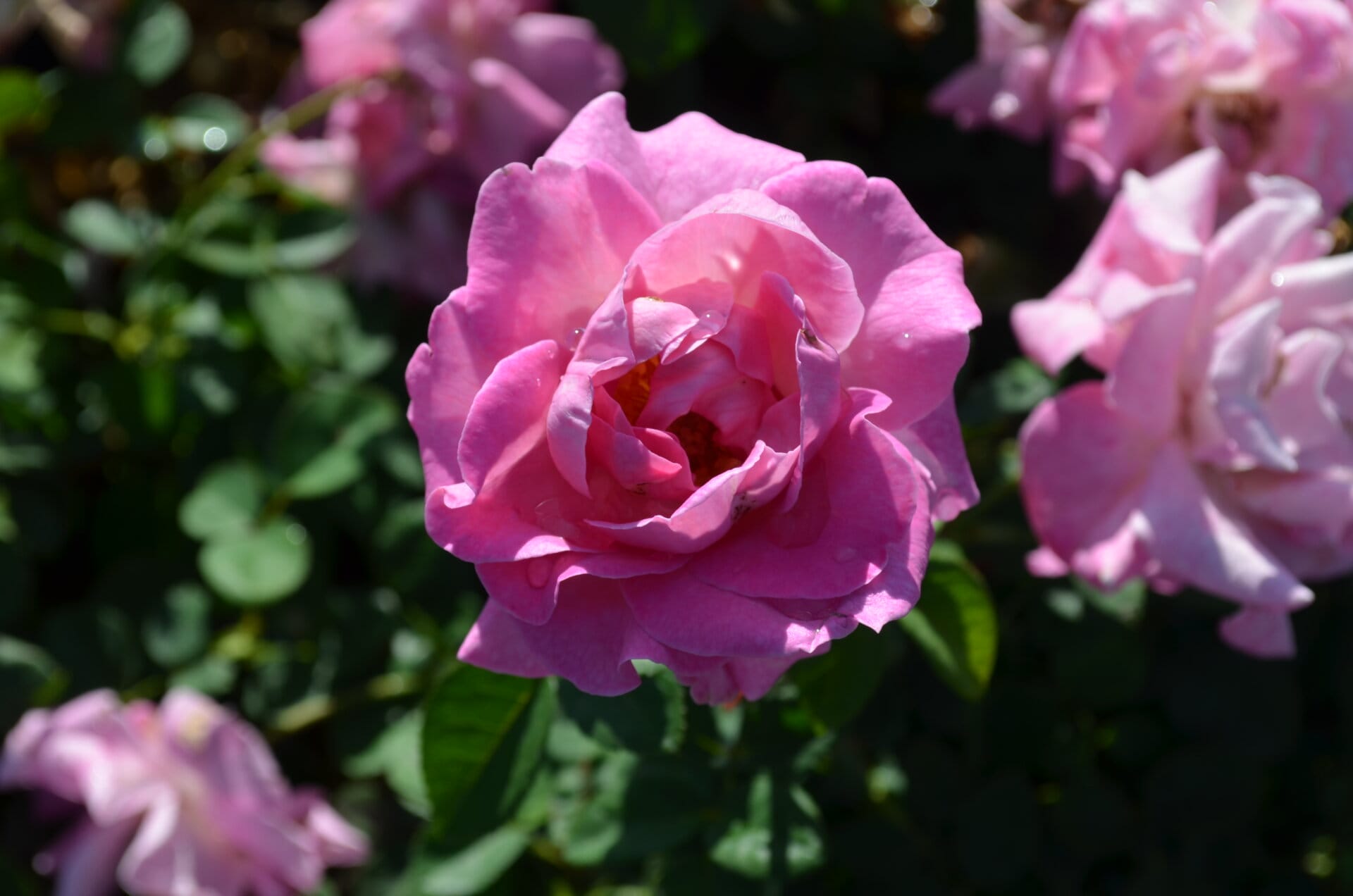 Rosa Brindabella First Lady | Quality Greenhouses & Perennial Farm Inc ...