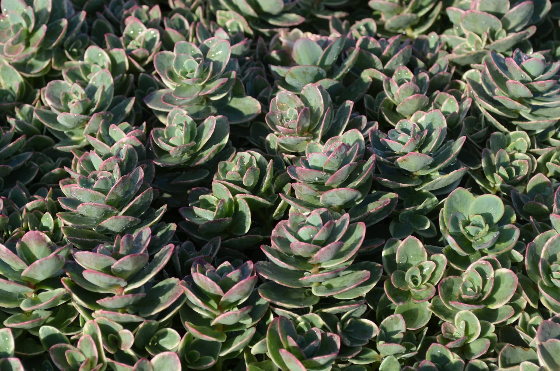 Sedum Lime Twister | Quality Greenhouses & Perennial Farm Inc.Quality ...