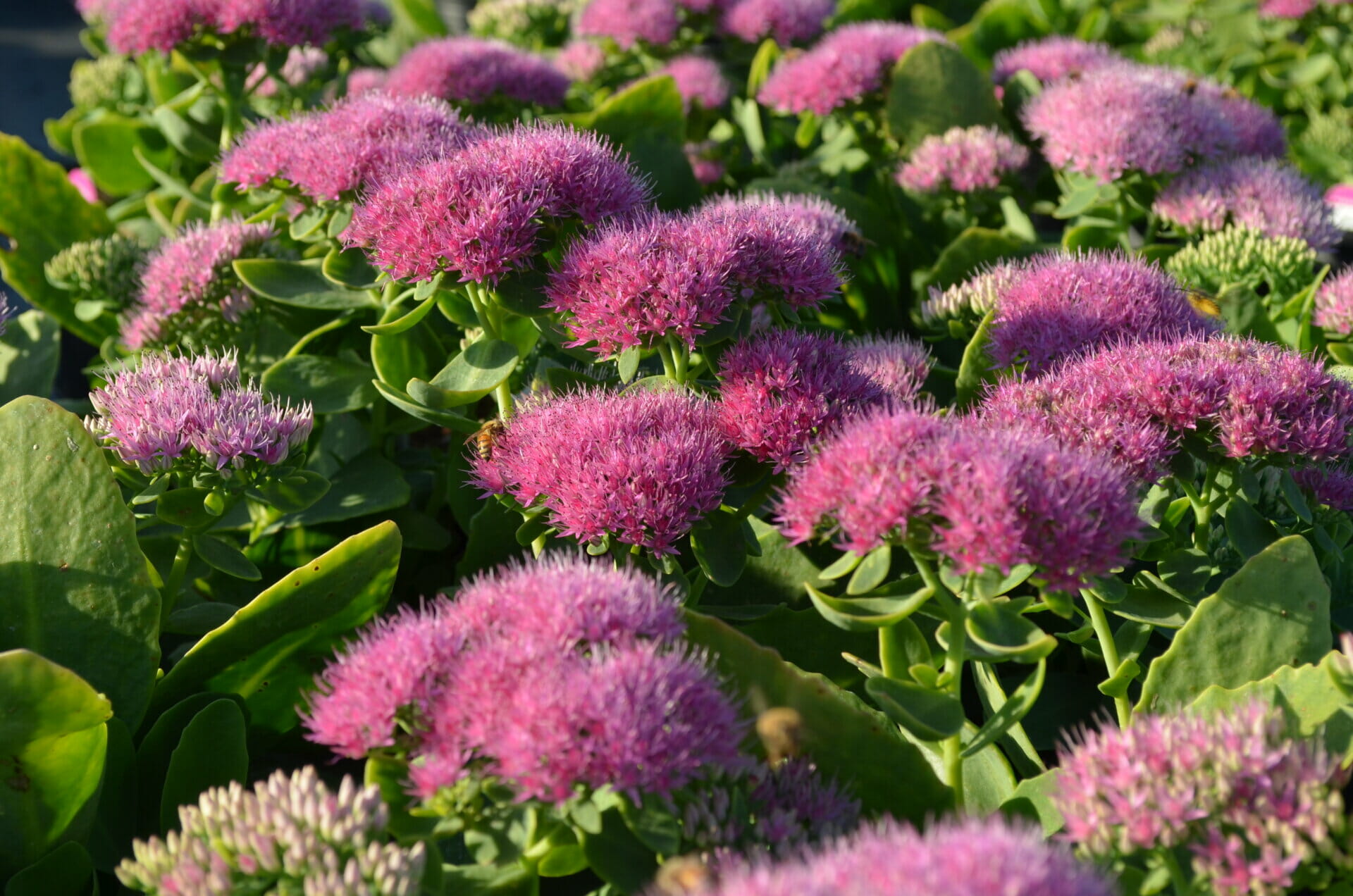 Home | Quality Greenhouses & Perennial Farm, Inc.Quality Greenhouses ...