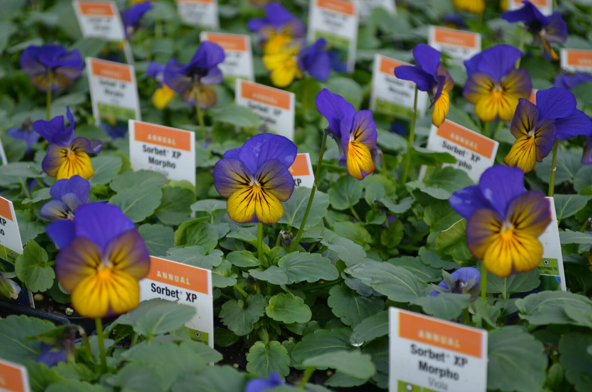 Viola Sorbet XP Morpho | Quality Greenhouses & Perennial Farm Inc ...